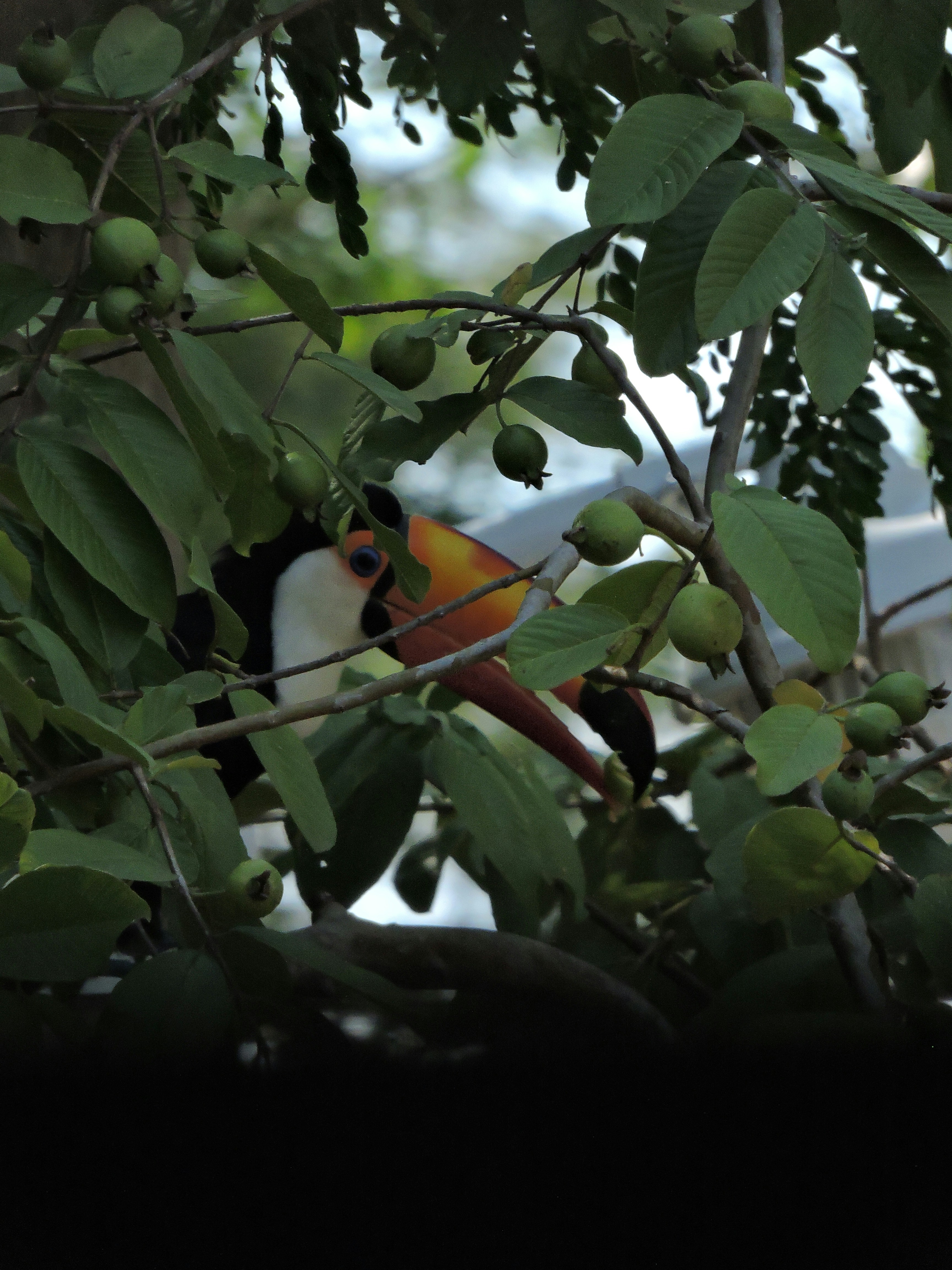 Toucan peeking through dense green foliage in a natural setting.