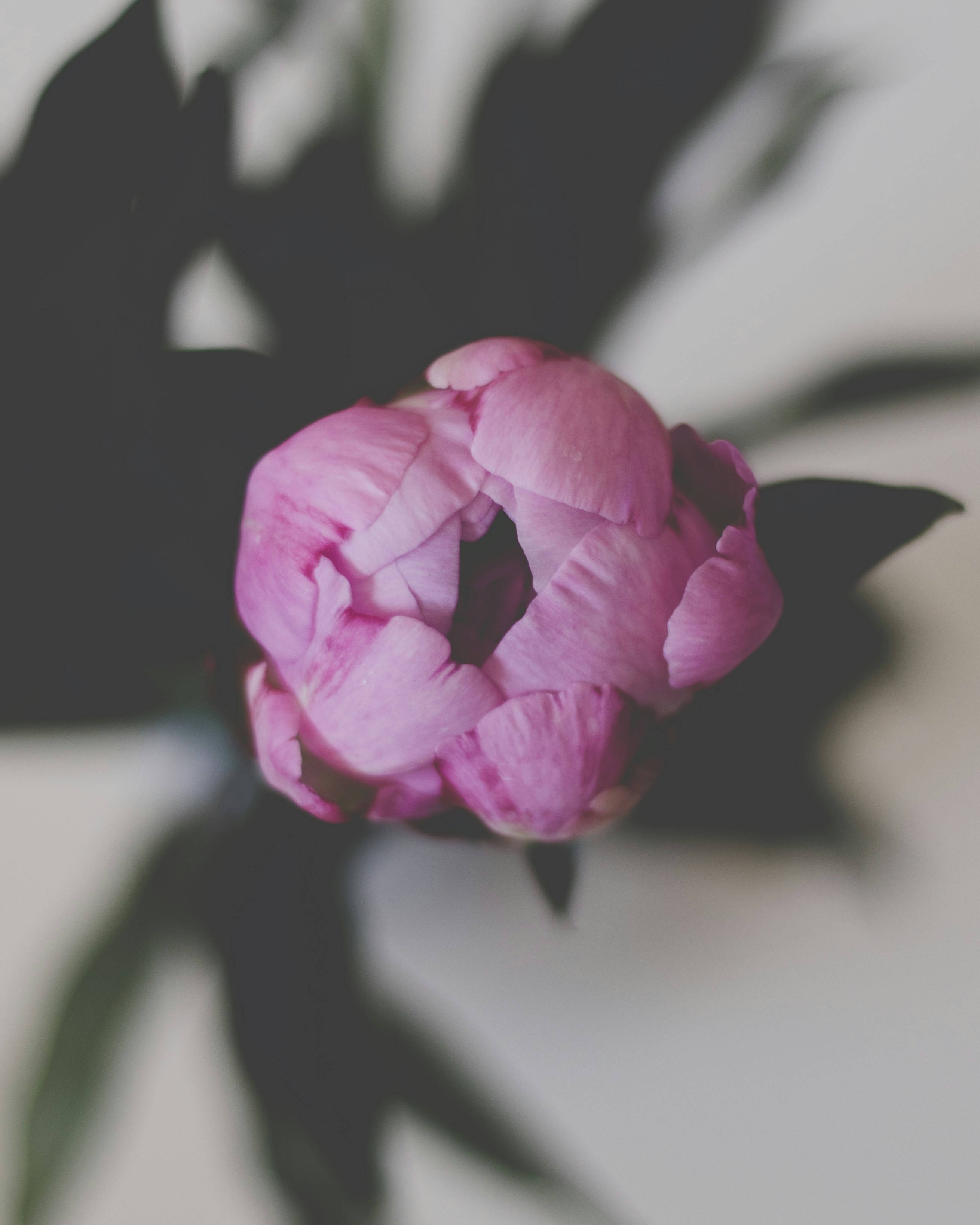 Pink Peony in Soft Focus: Quiet Bloom