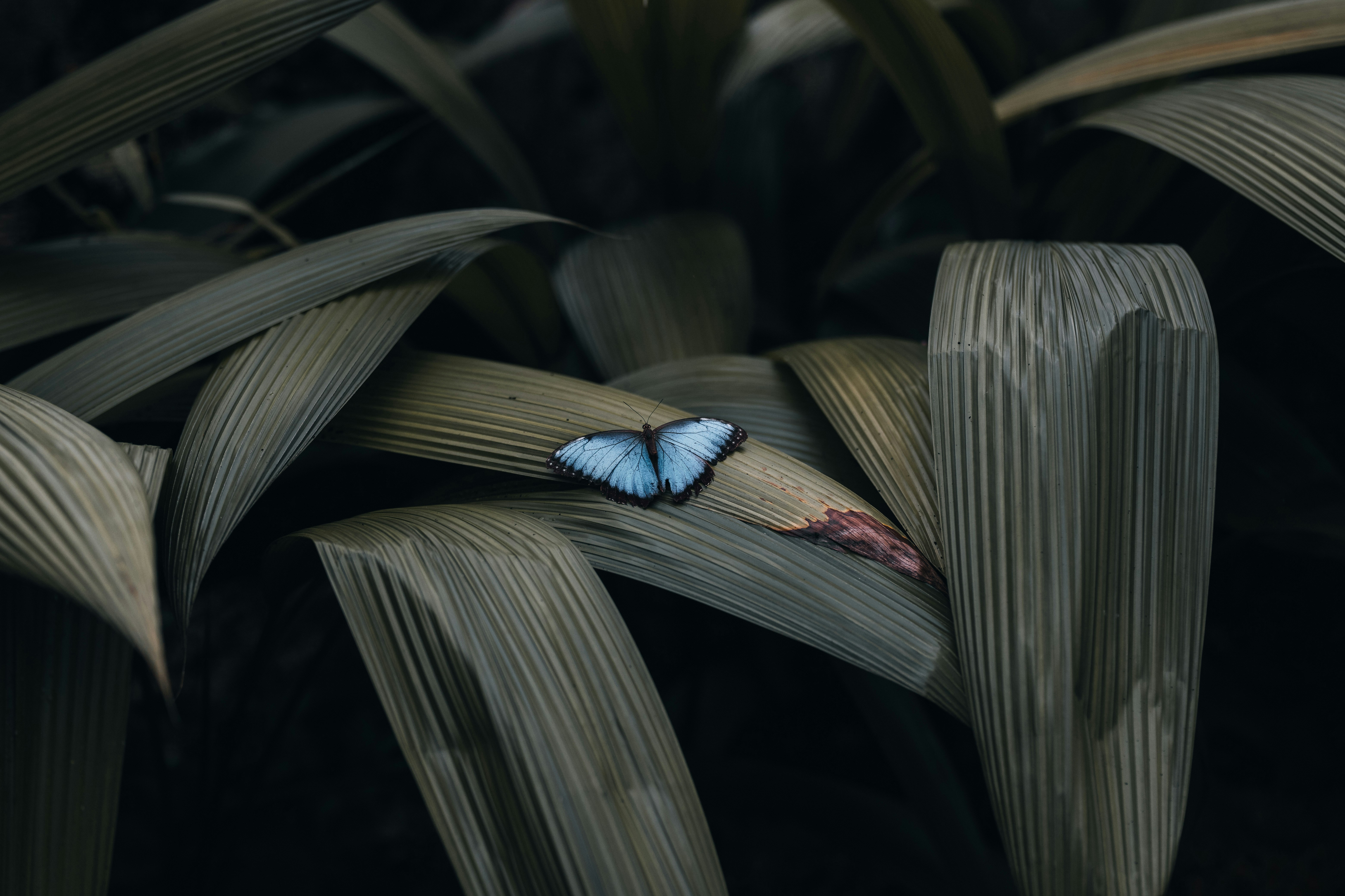 Blue Butterflies Pictures | Download Free Images on Unsplash