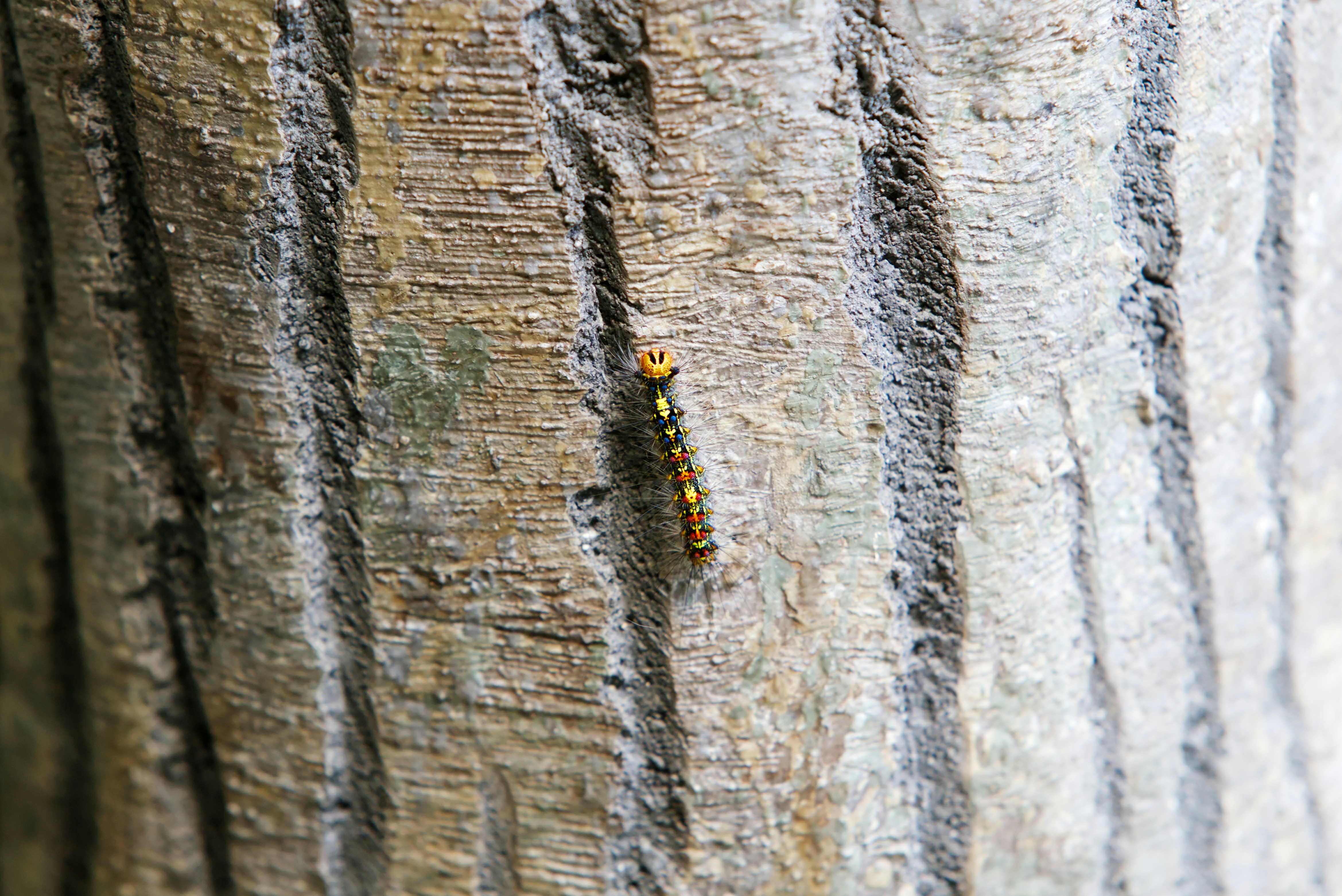 a bug crawling on the bark of a tree