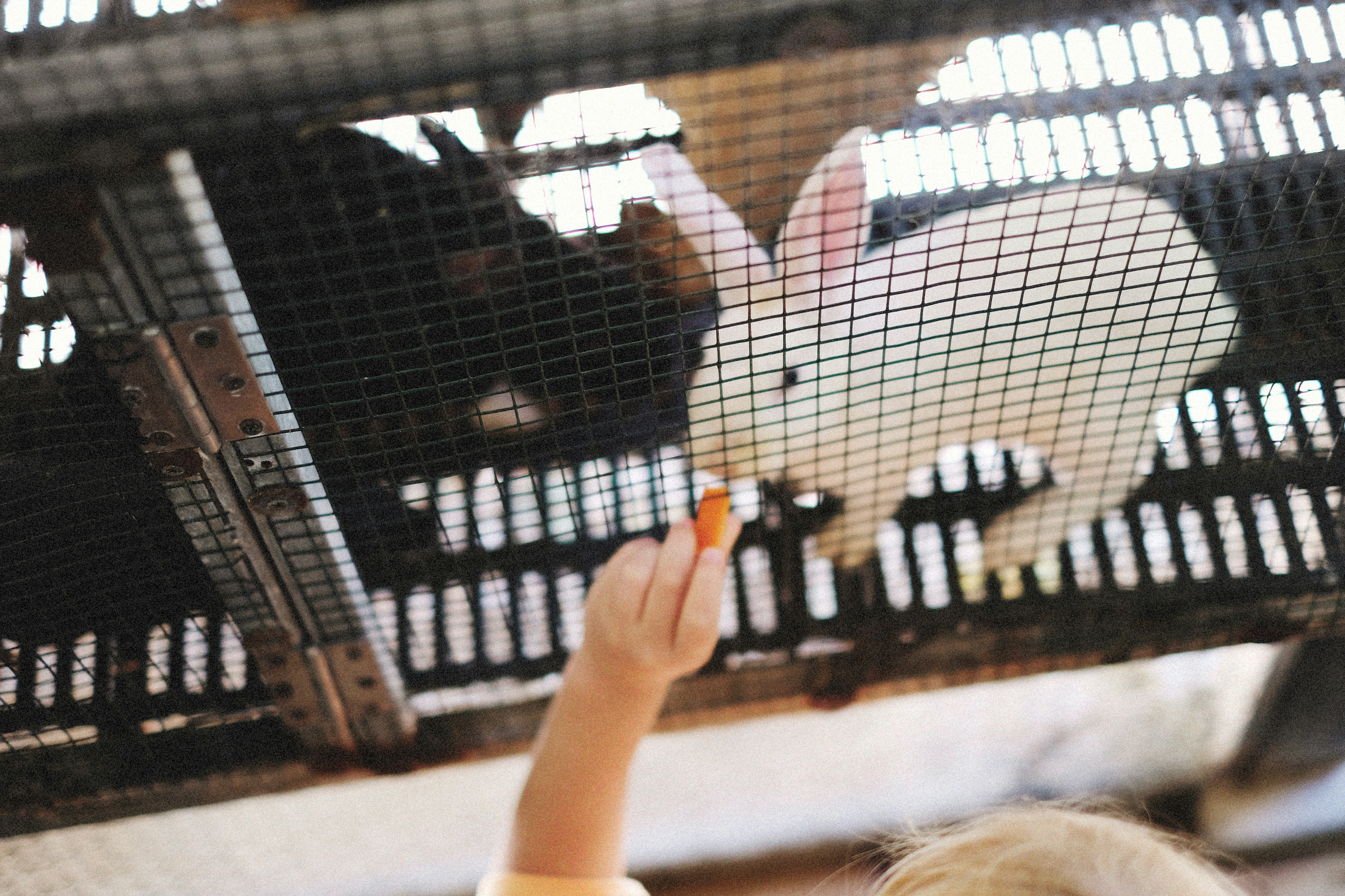 Carrot Exchange Behind Grated Bars: A Quiet Moment with a White Rabbit