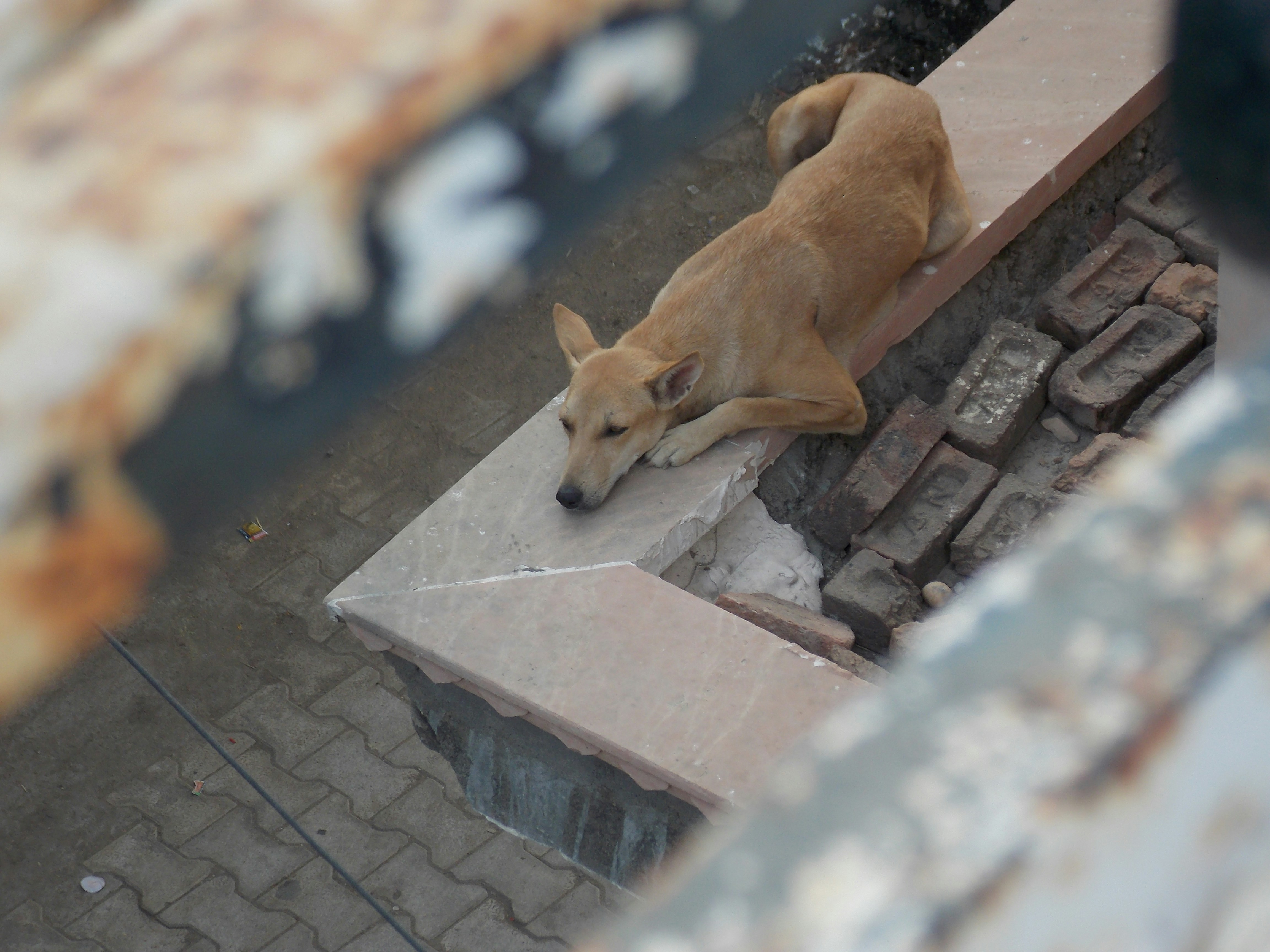 Dog resting on a stone ledge surrounded by weathered bricks.