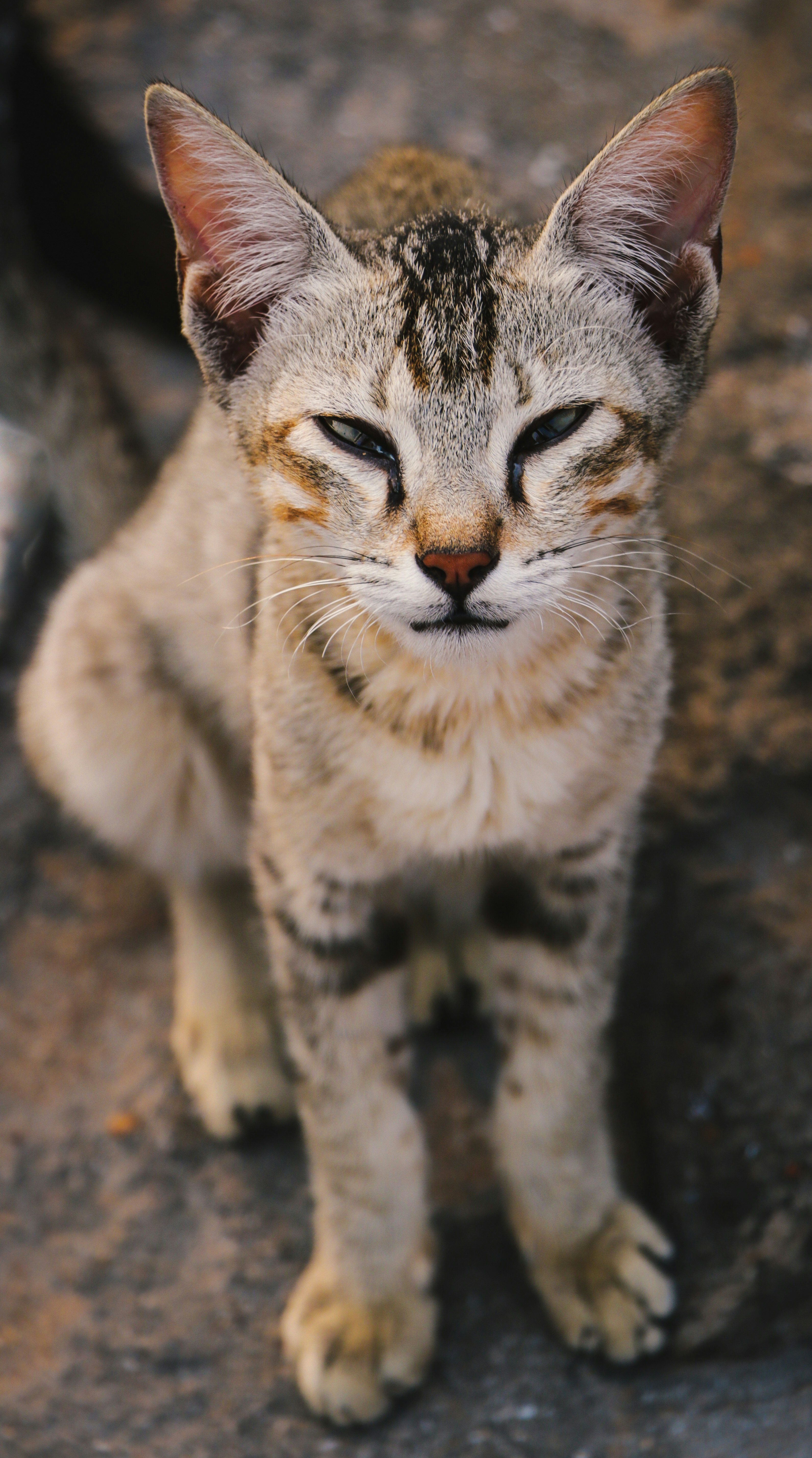 A close up of a cat with its eyes closed photo – Free Tamil nadu Image ...