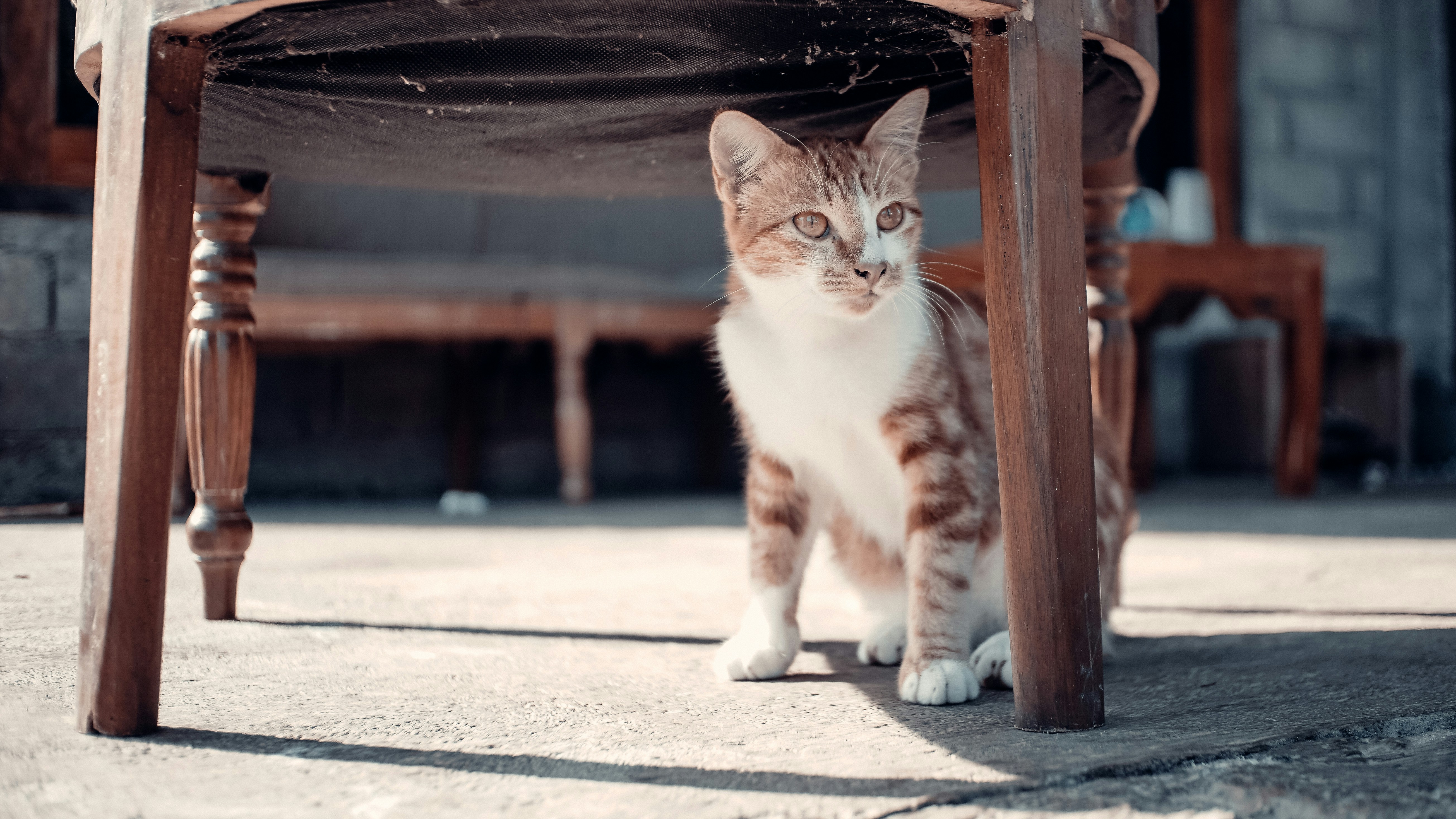 si oyen