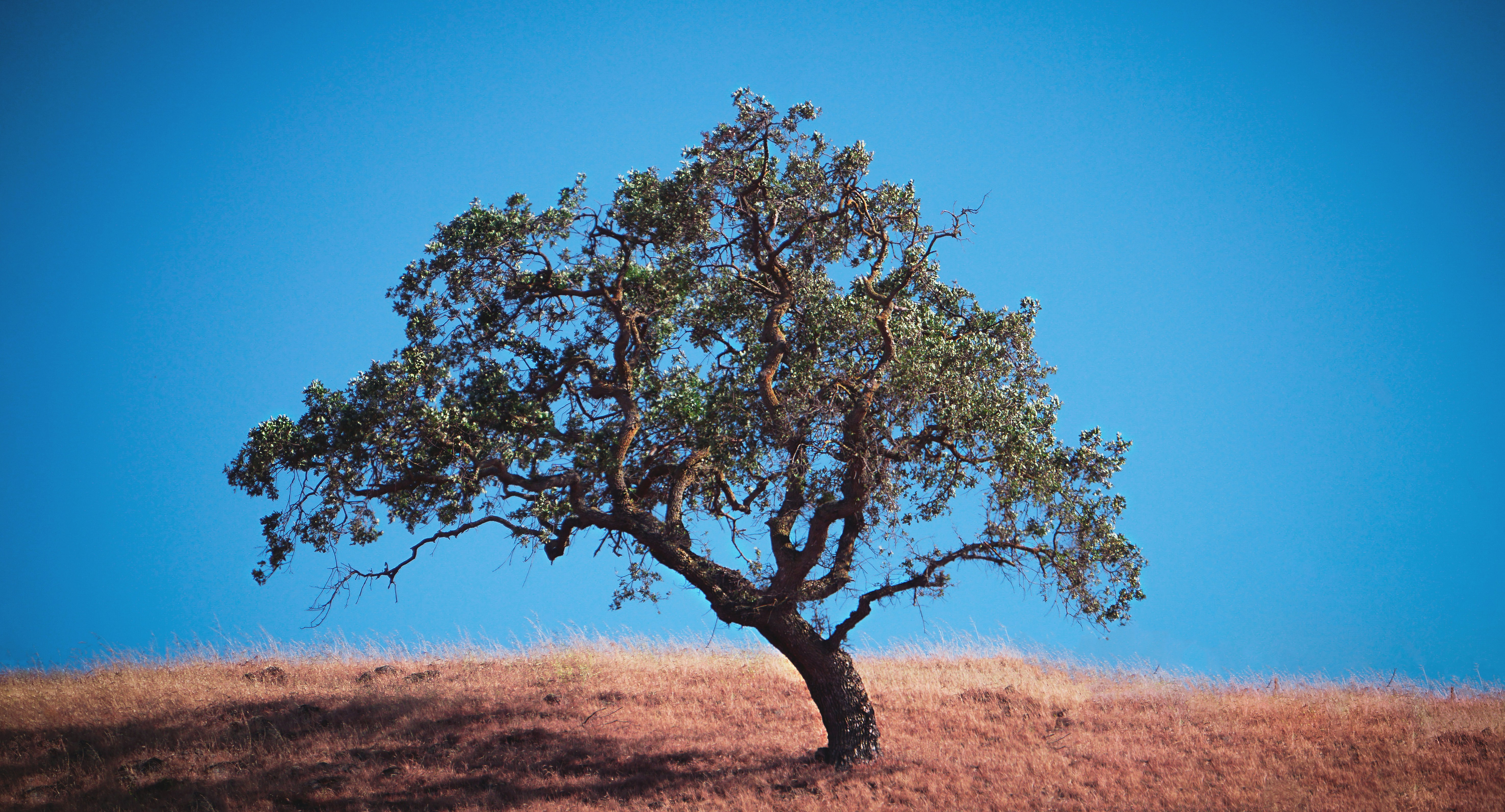 A lone oak tree stands on a sunlit hillside under a clear blue sky.