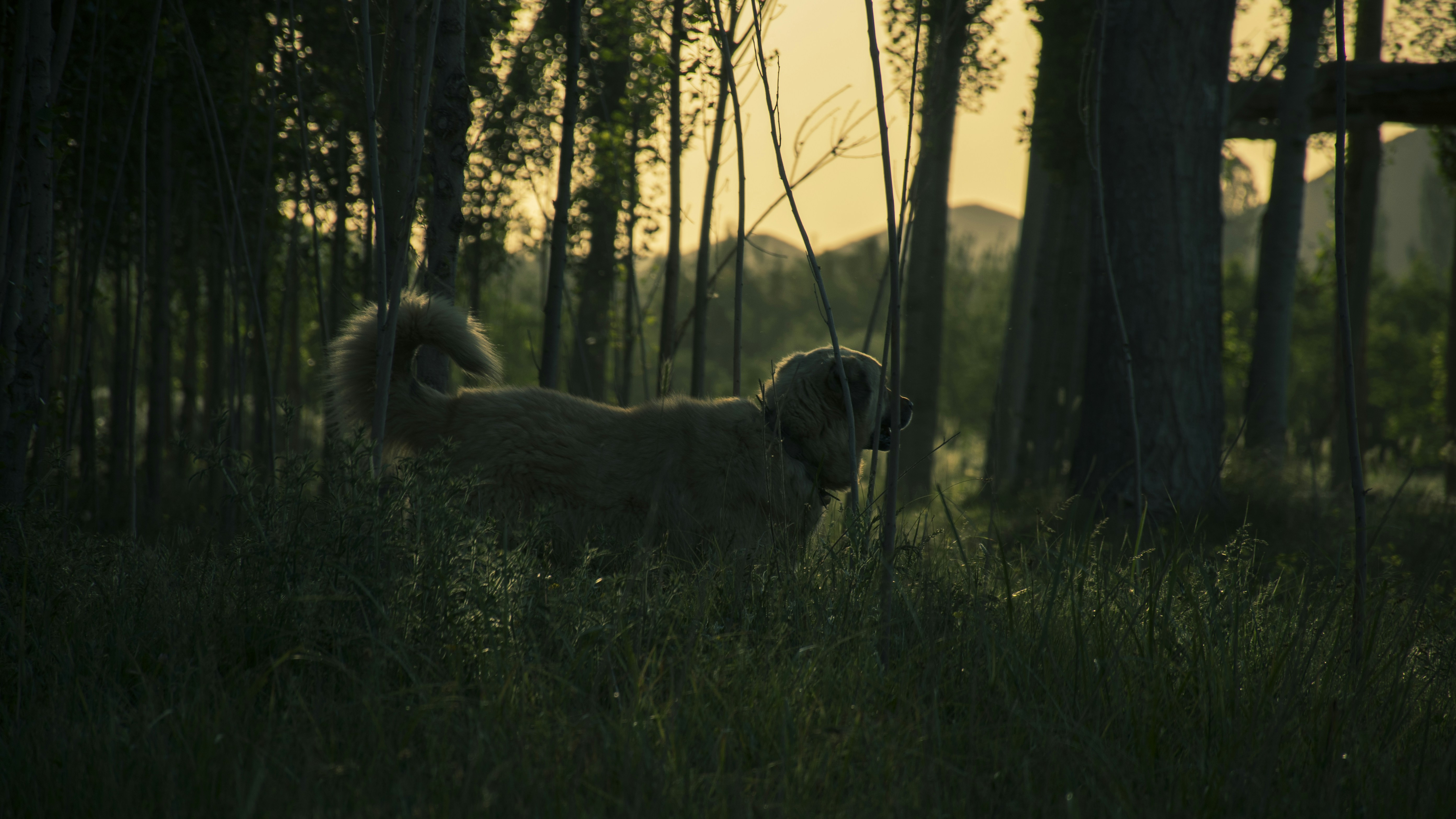 a dog standing in the middle of a forest