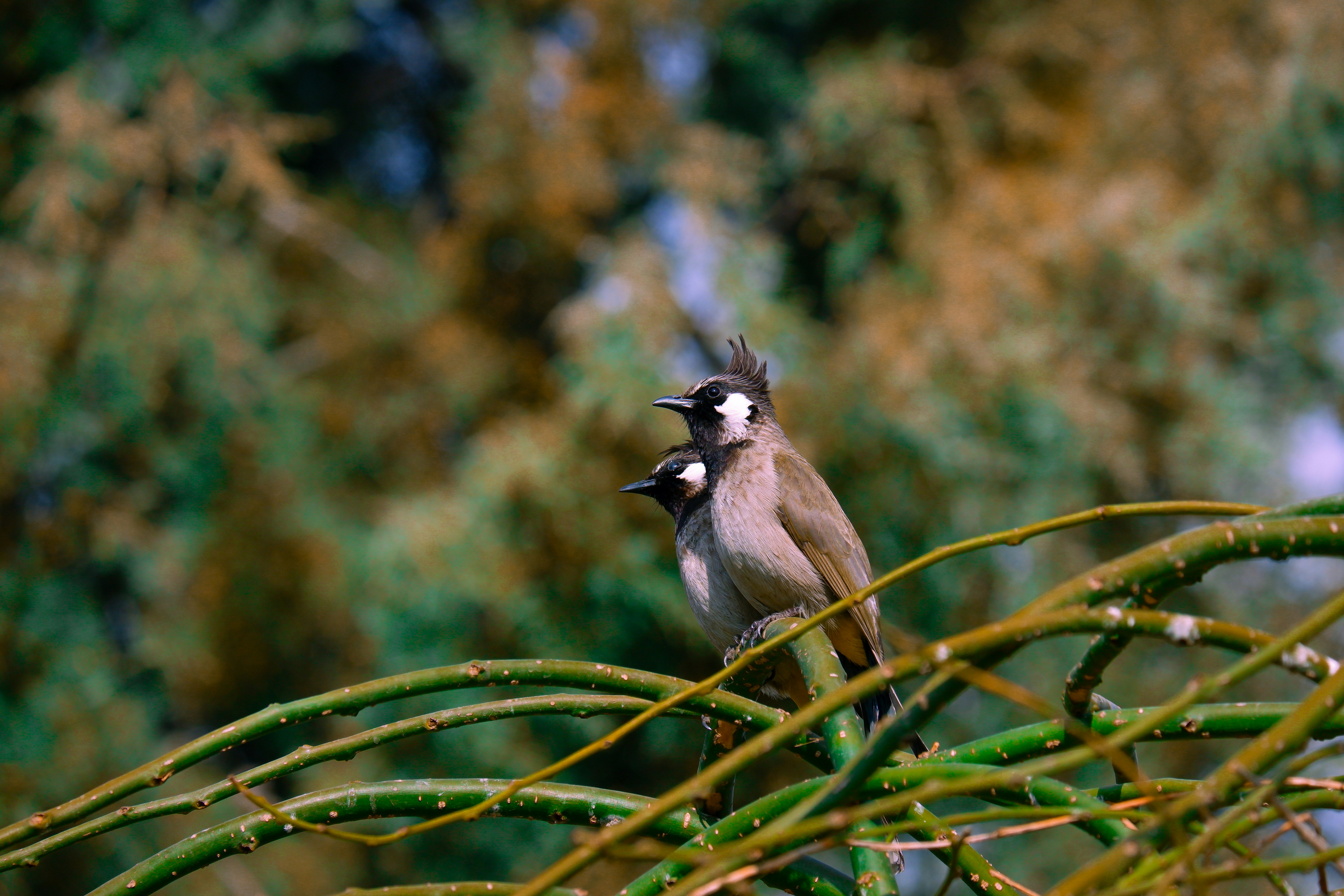 Emerald Arc: A Pair of Crested Birds Perched on Sinuous Green Tendrils