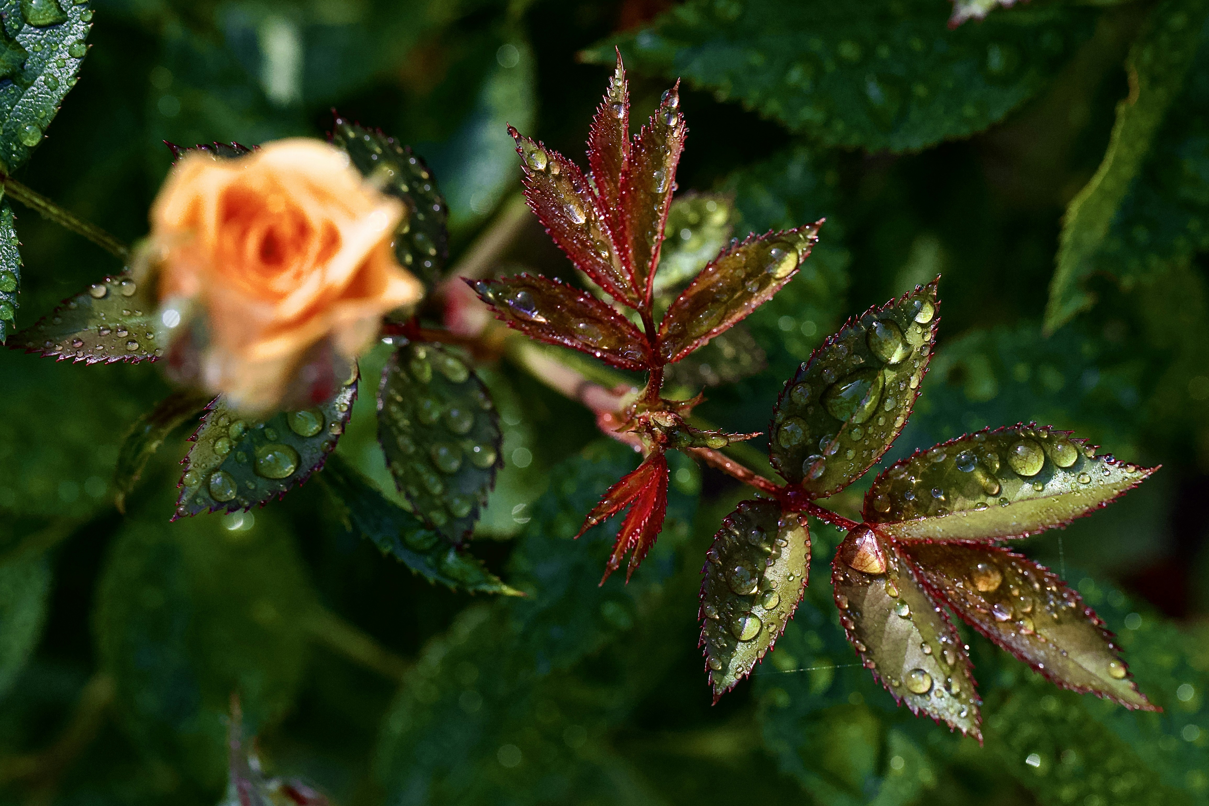 Dew-kissed Rosebud and Ember Leaves: a Quiet Macro Study