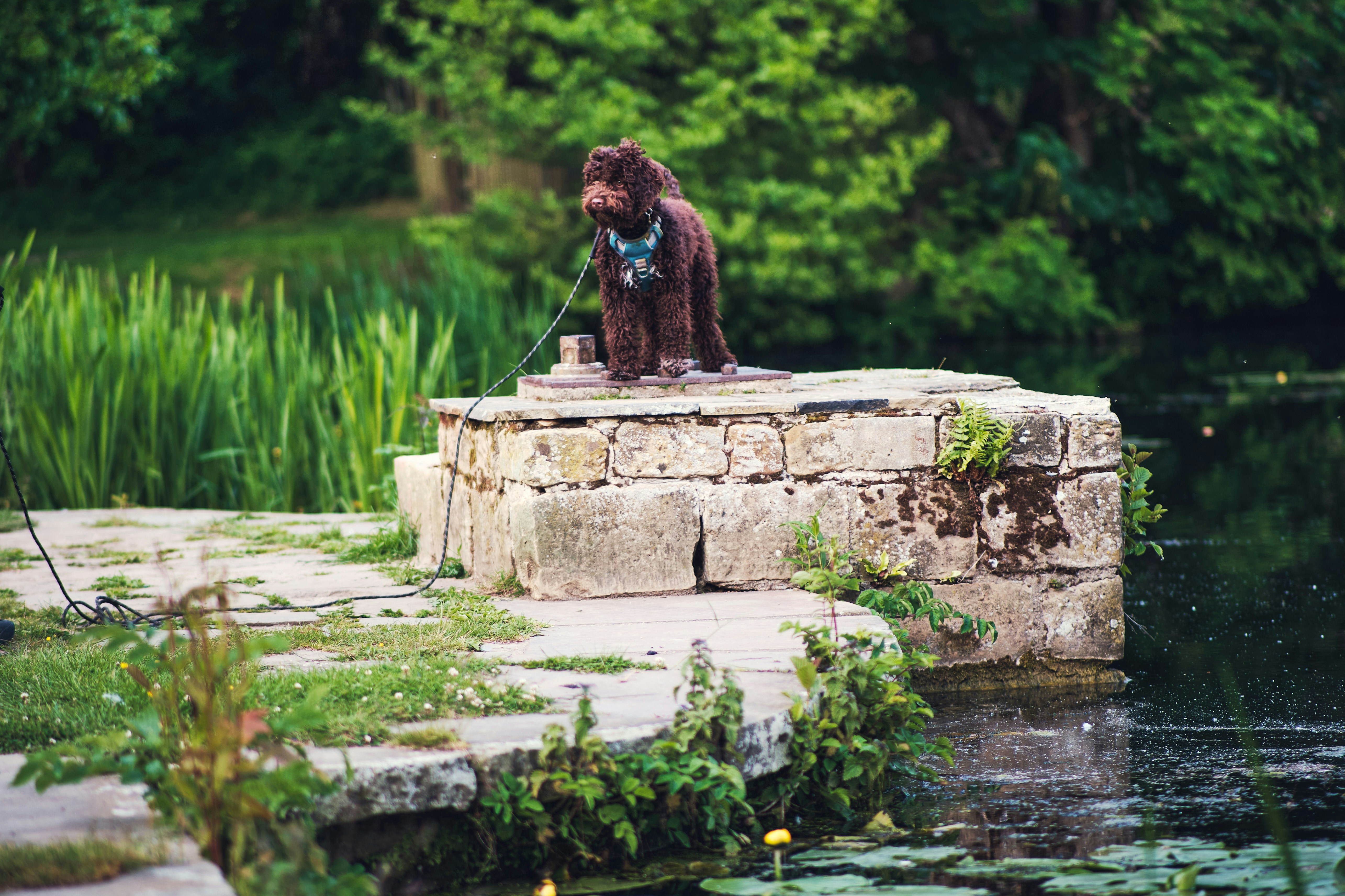 Brown dog sitting on a stone platform beside a lush pond surrounded by greenery.