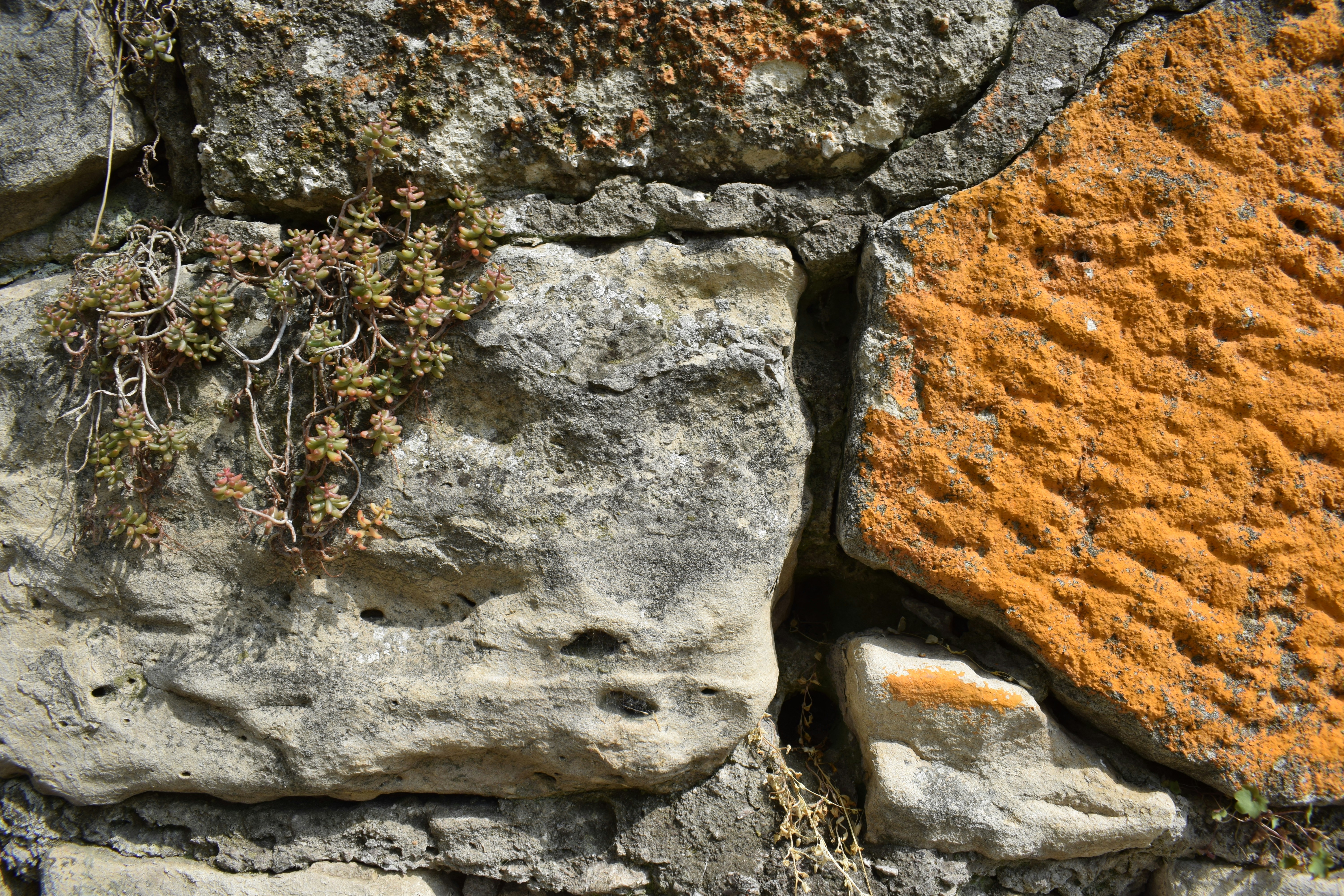 a close up of a rock wall with a plant growing out of it