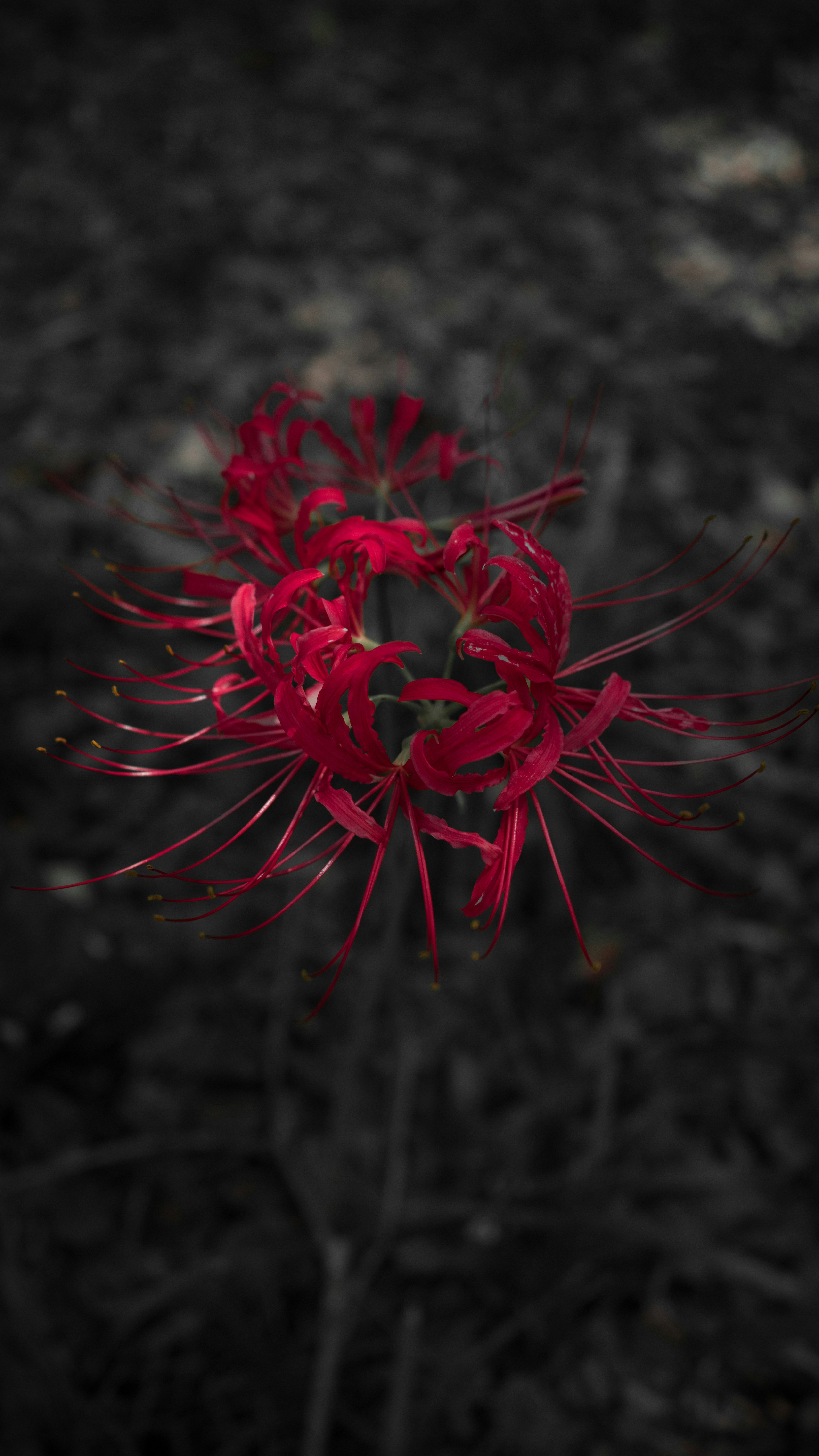 Crimson Bloom Mid-Night: A Spider Lily in Focus