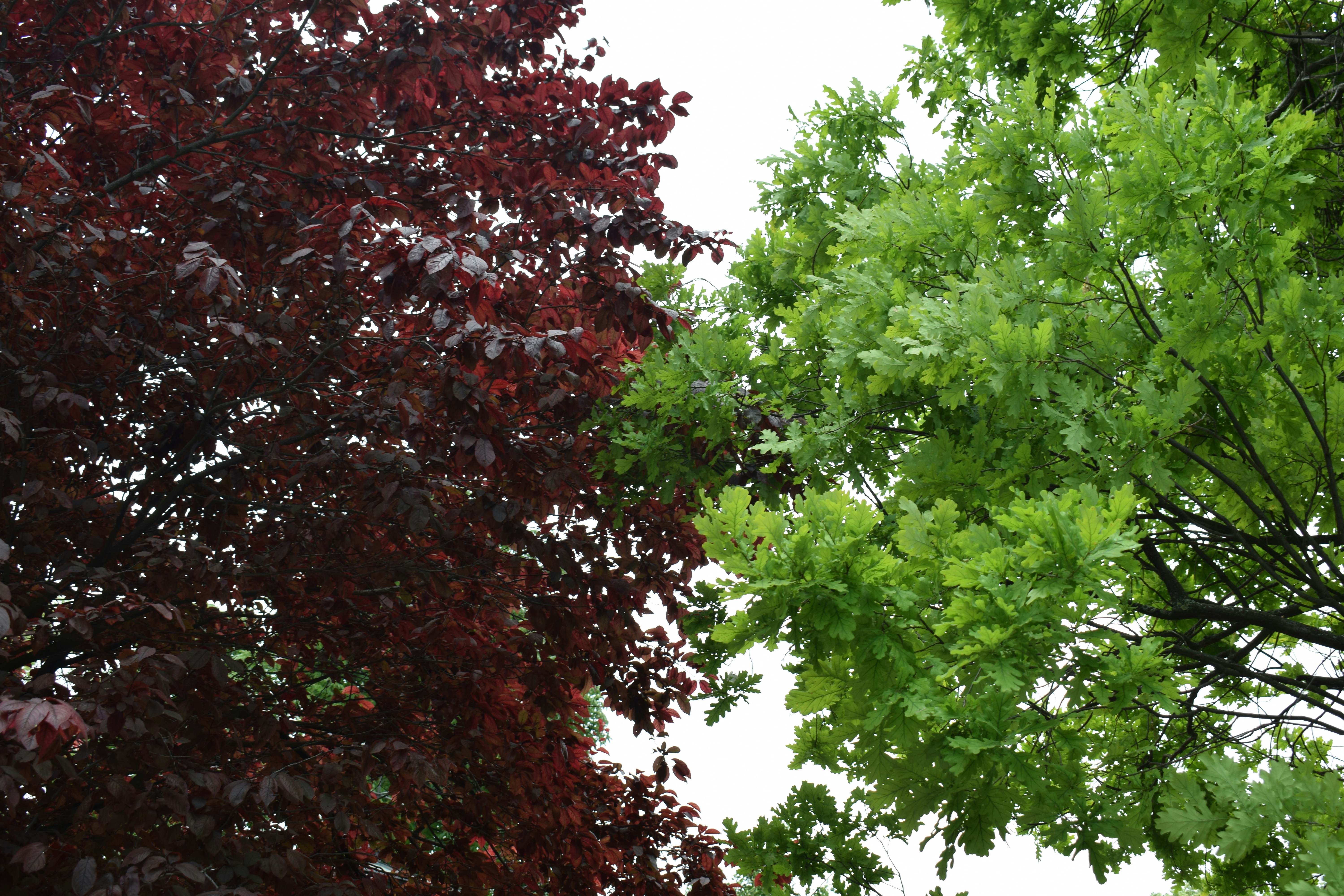 Contrasting Canopies: Crimson and Lime Framed Against a White Sky