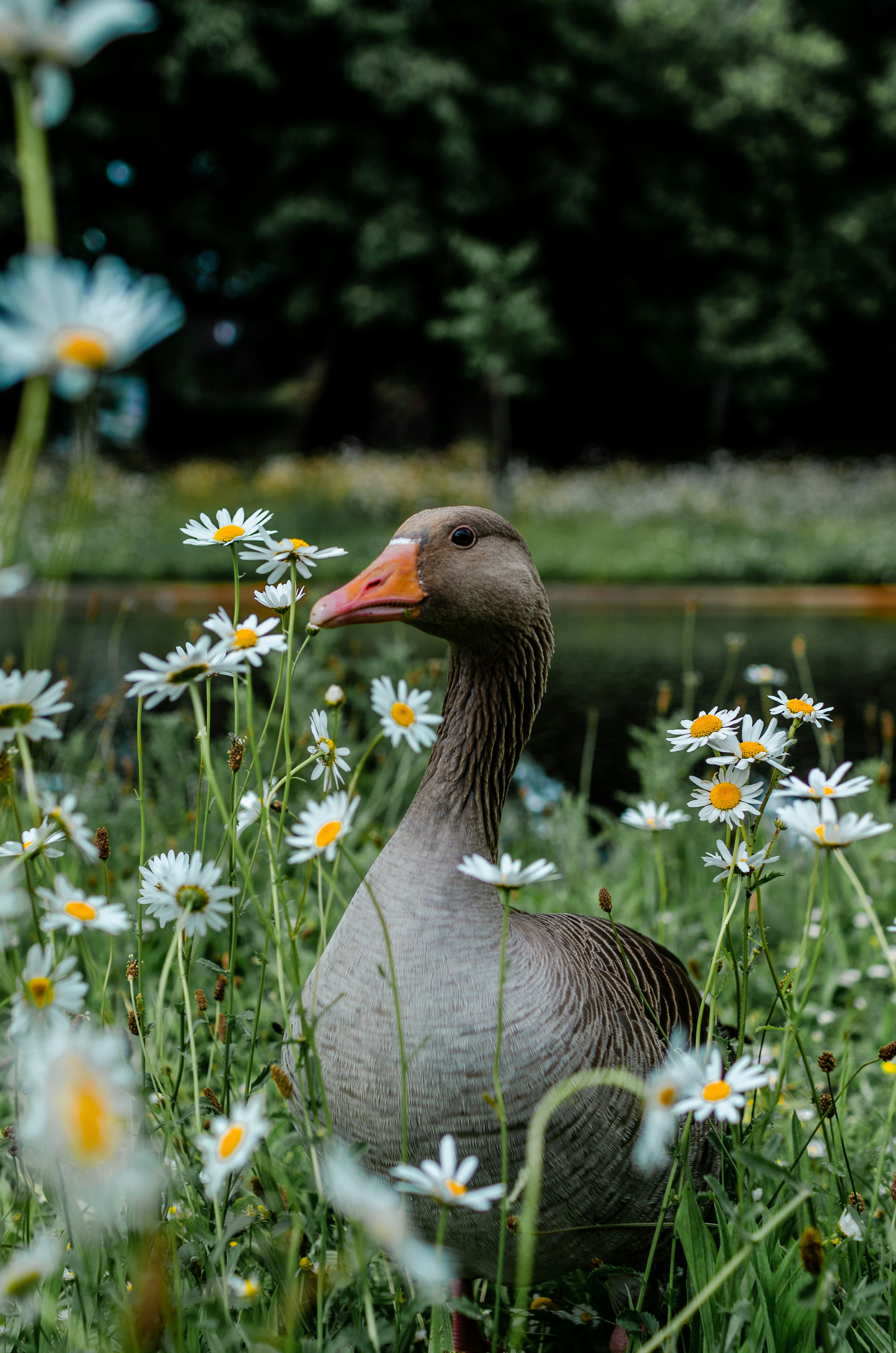 Beauty's of Regent's Park 🤍