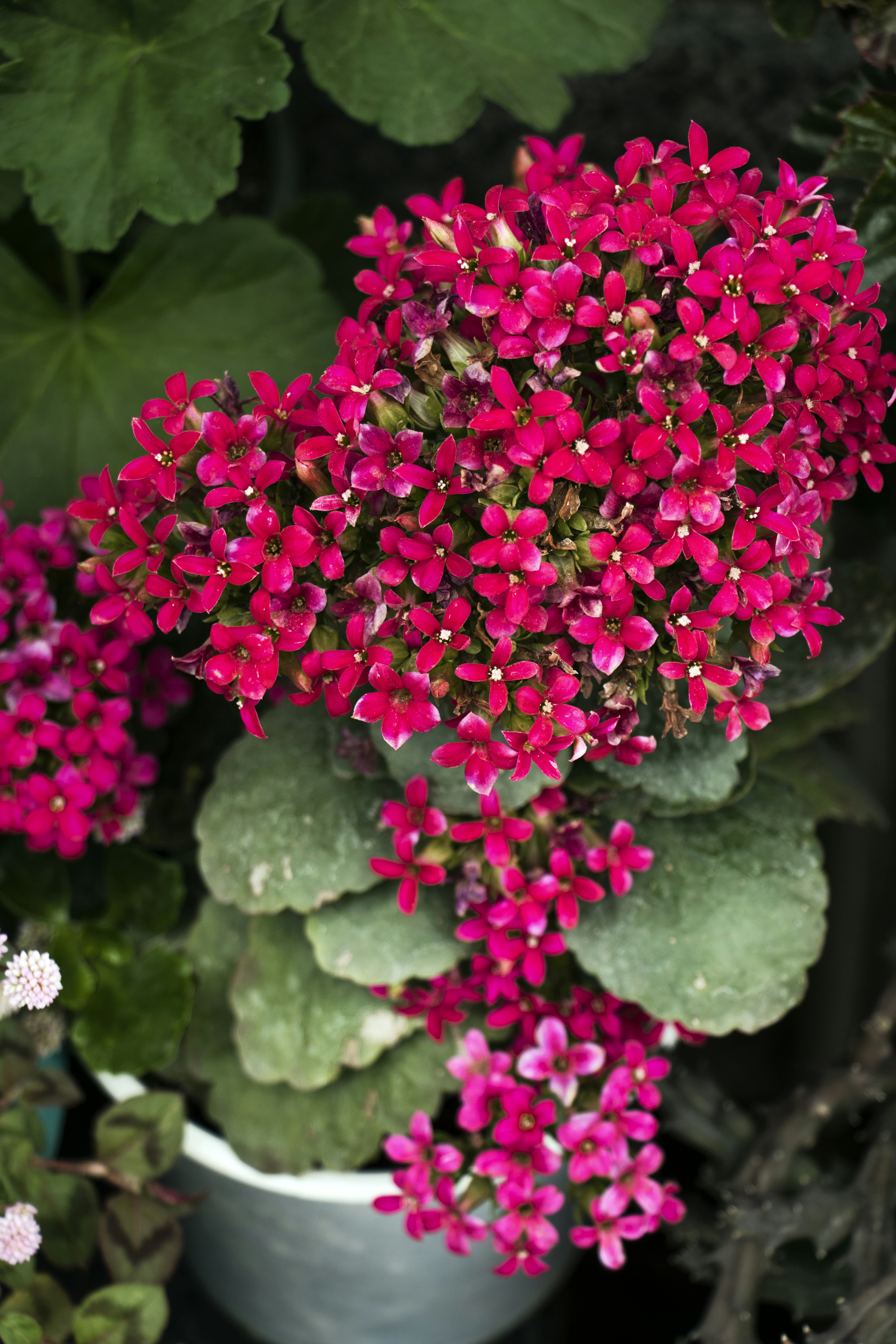 Crimson Hydrangea Crown: A Burst of Tiny Blooms