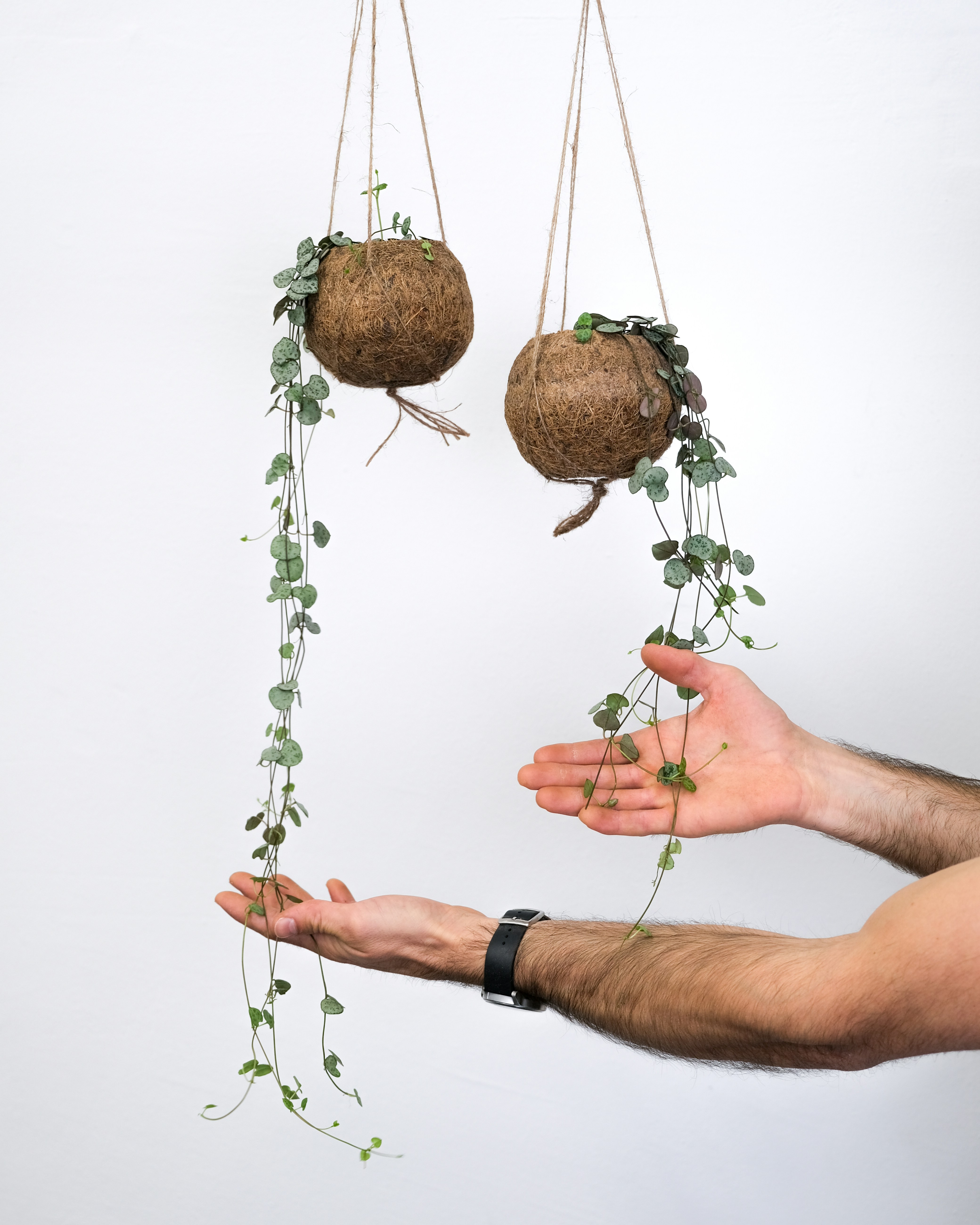 Two String of Hearts in coconut pots are hanging down. Two hands hold the strings.