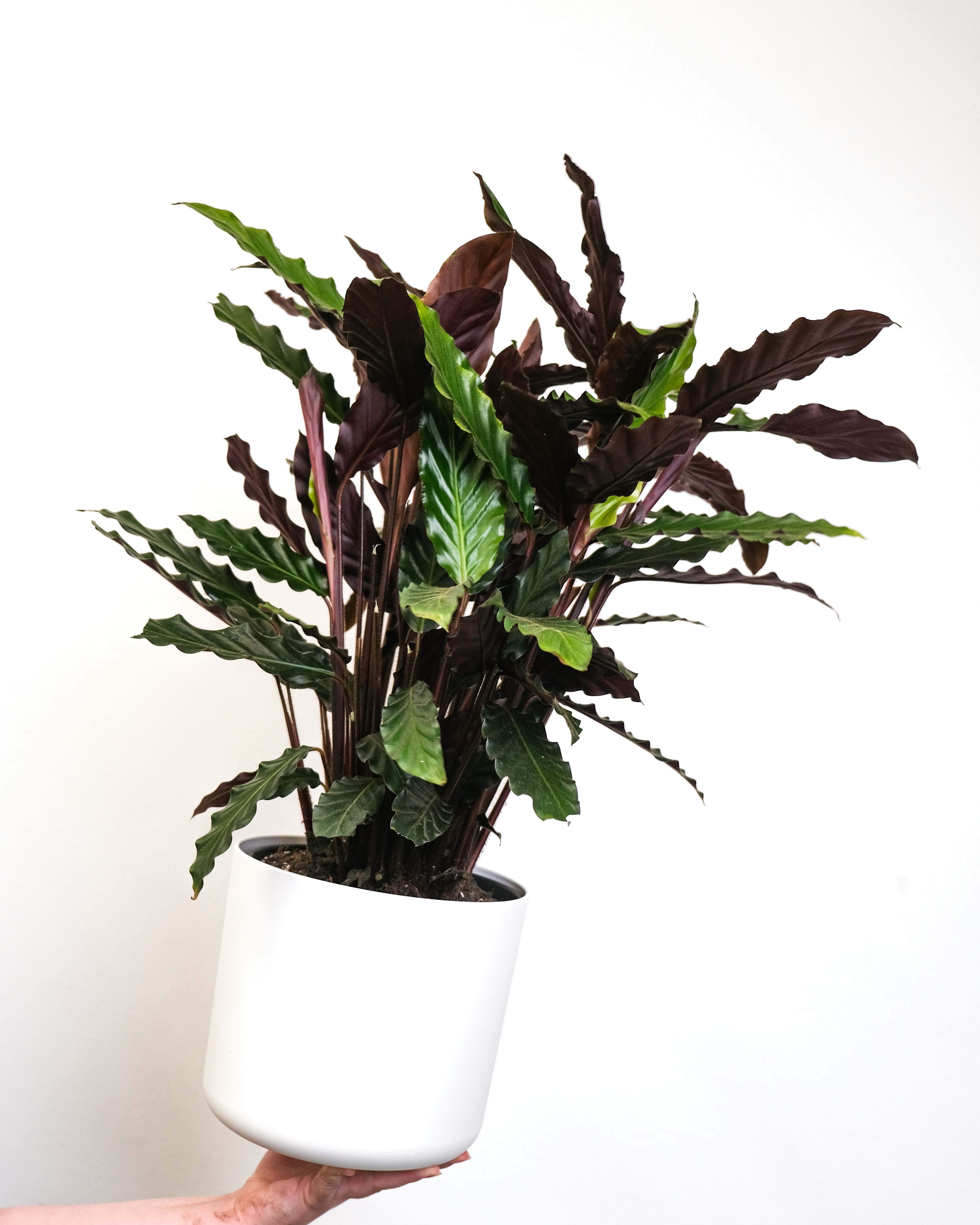 This is a calathea rufibarba. Her leaves are velvety and soft.