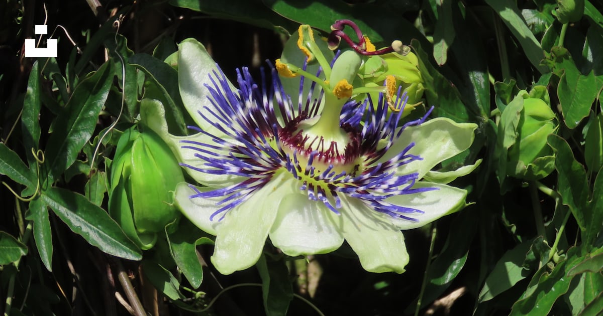緑の葉に囲まれた青と白の花の写真 Unsplashの無料レインハムケント英国写真