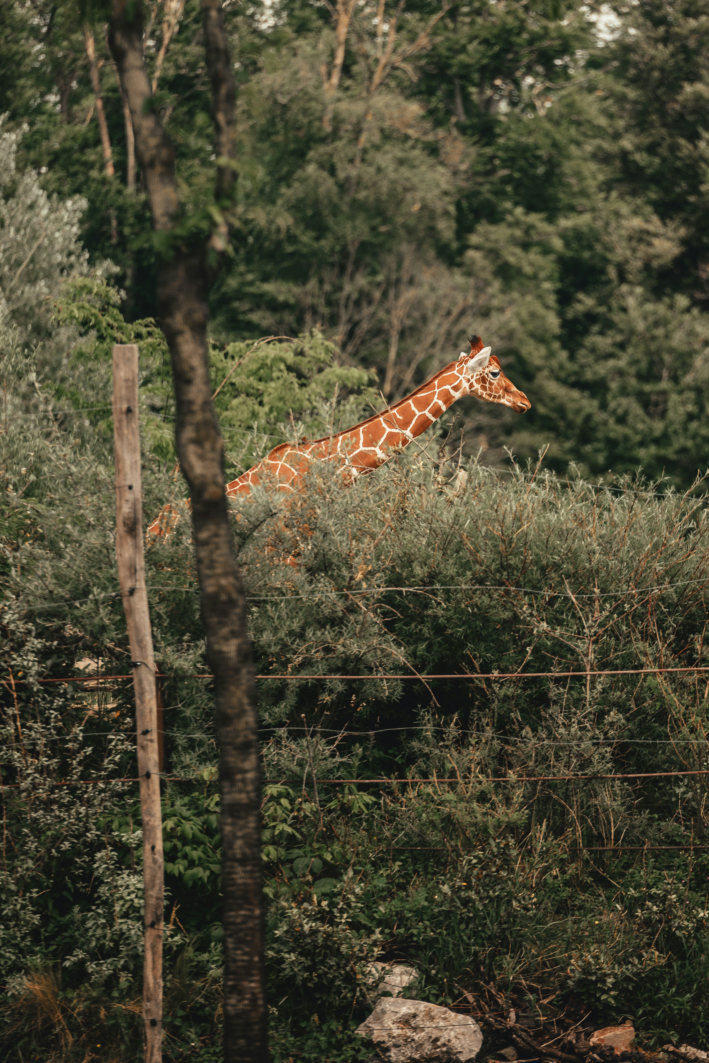 Giraffe over the Thicket: A Quiet Reach Above the Fence