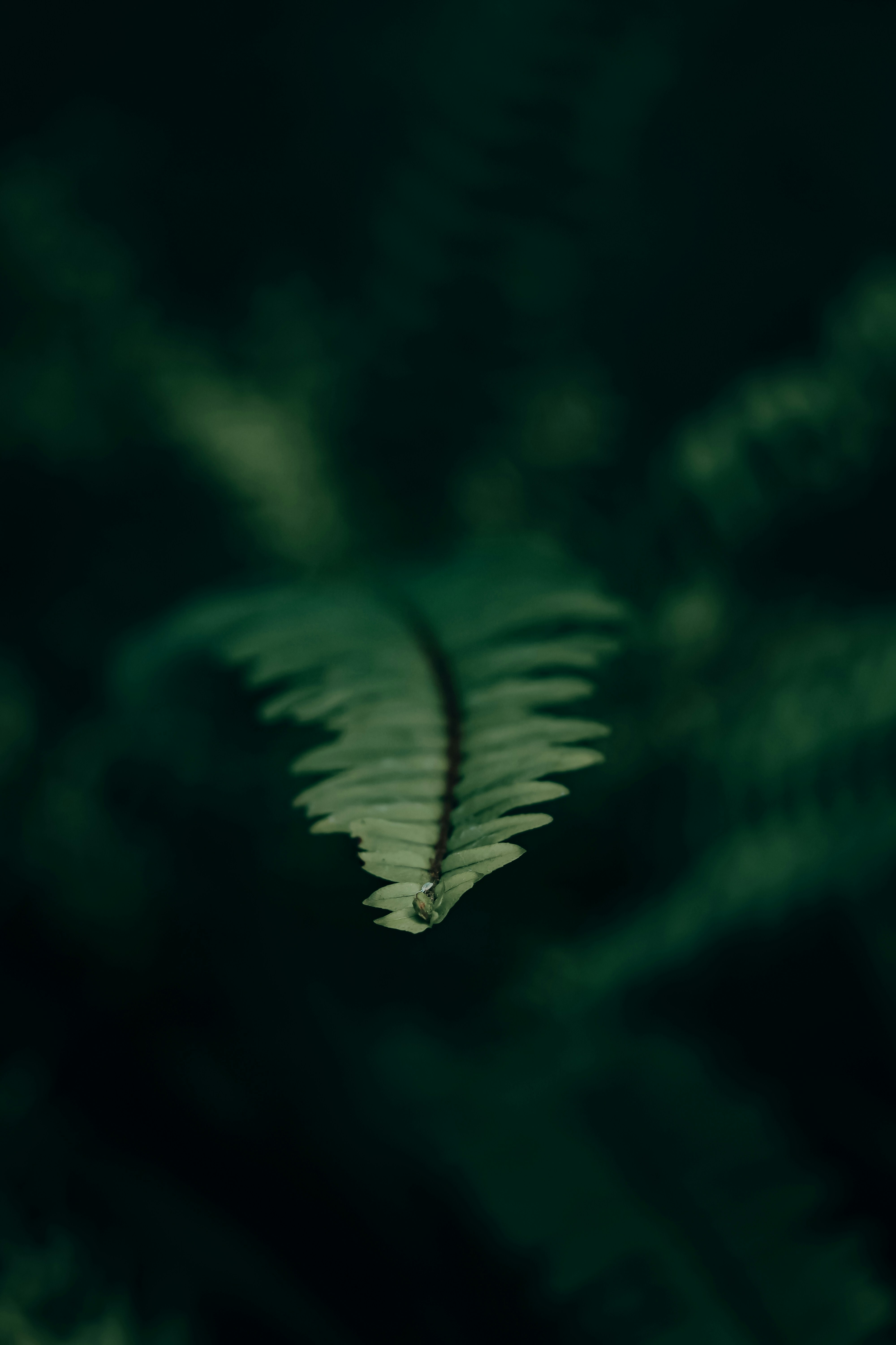 Midnight Fern: A Macro Portrait in Velvet Green