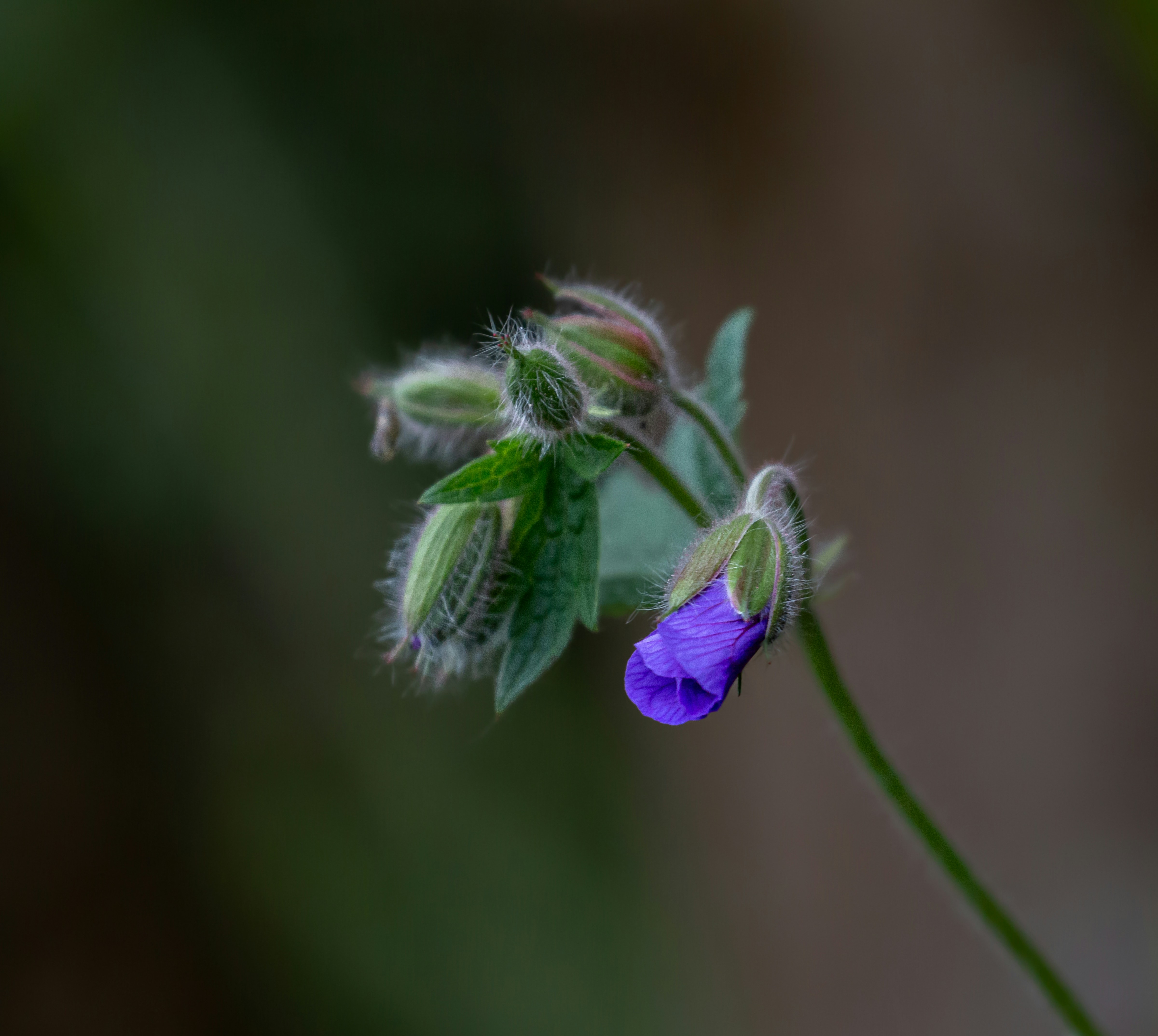 Velvet Violet: Macro Portrait of a Hairy Bud on a Slender Stem