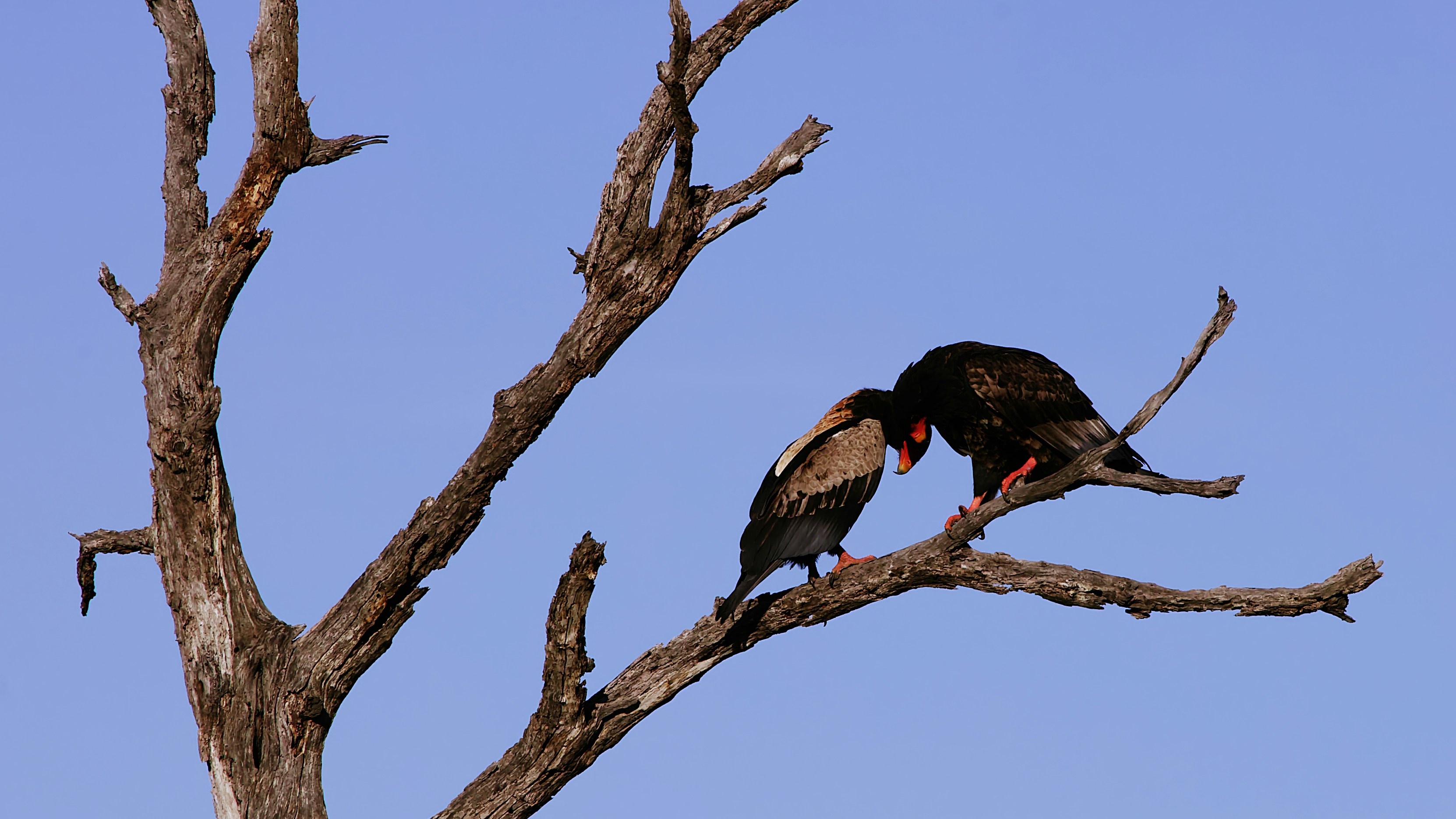 a couple of birds sitting on top of a tree branch