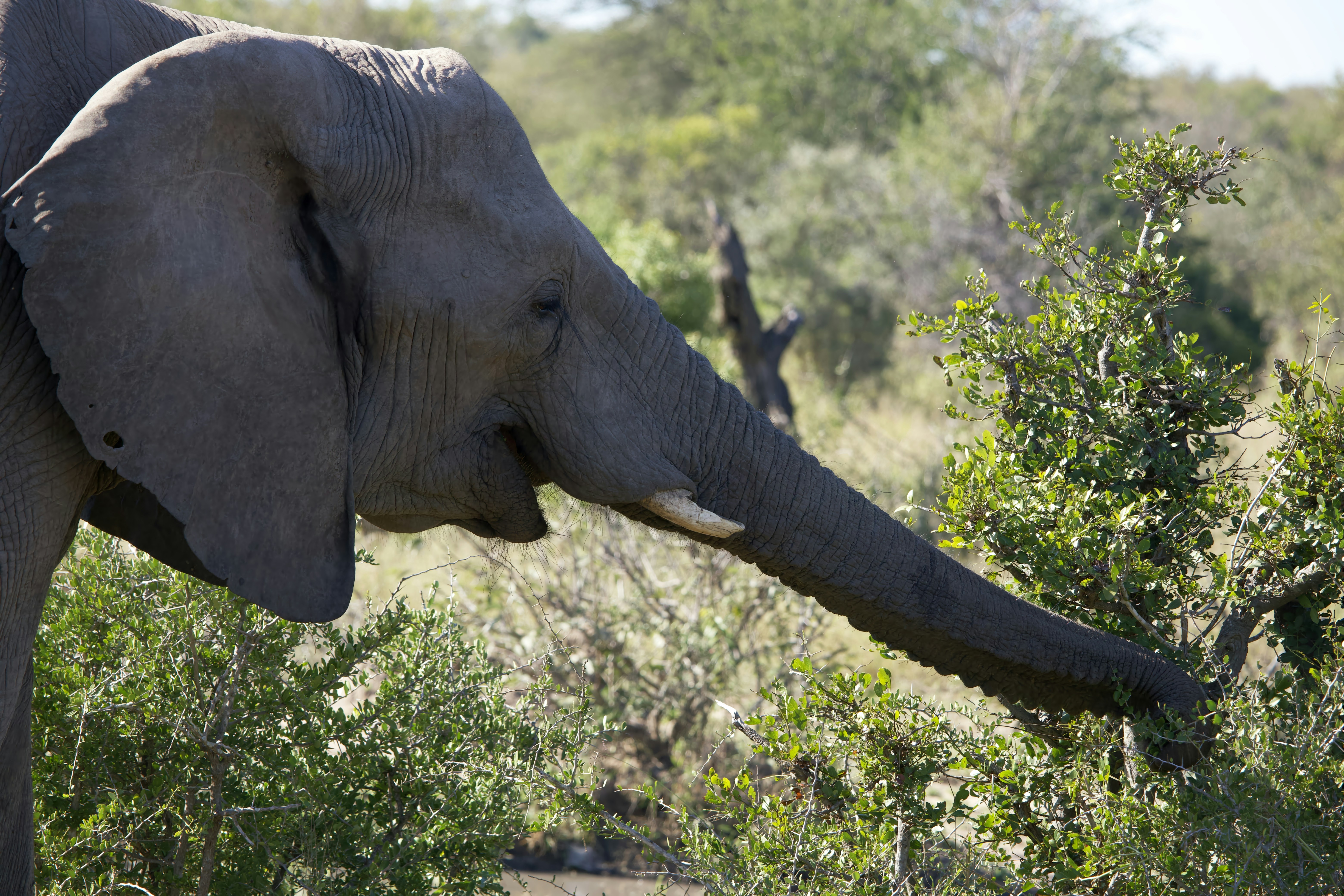 Elephant Eating Leaves