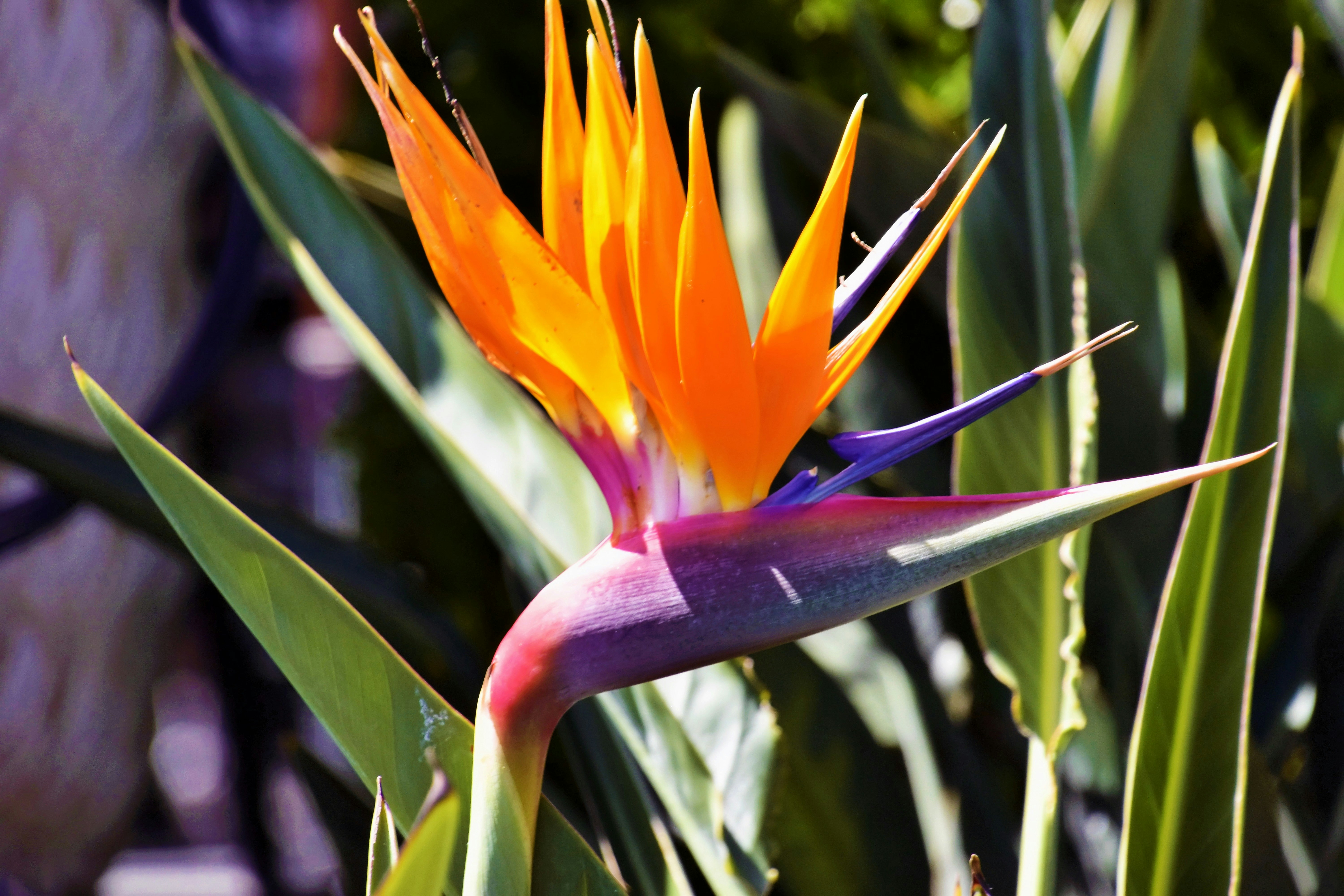 A close up of a flower with green leaves photo – Free Laguna beach ...