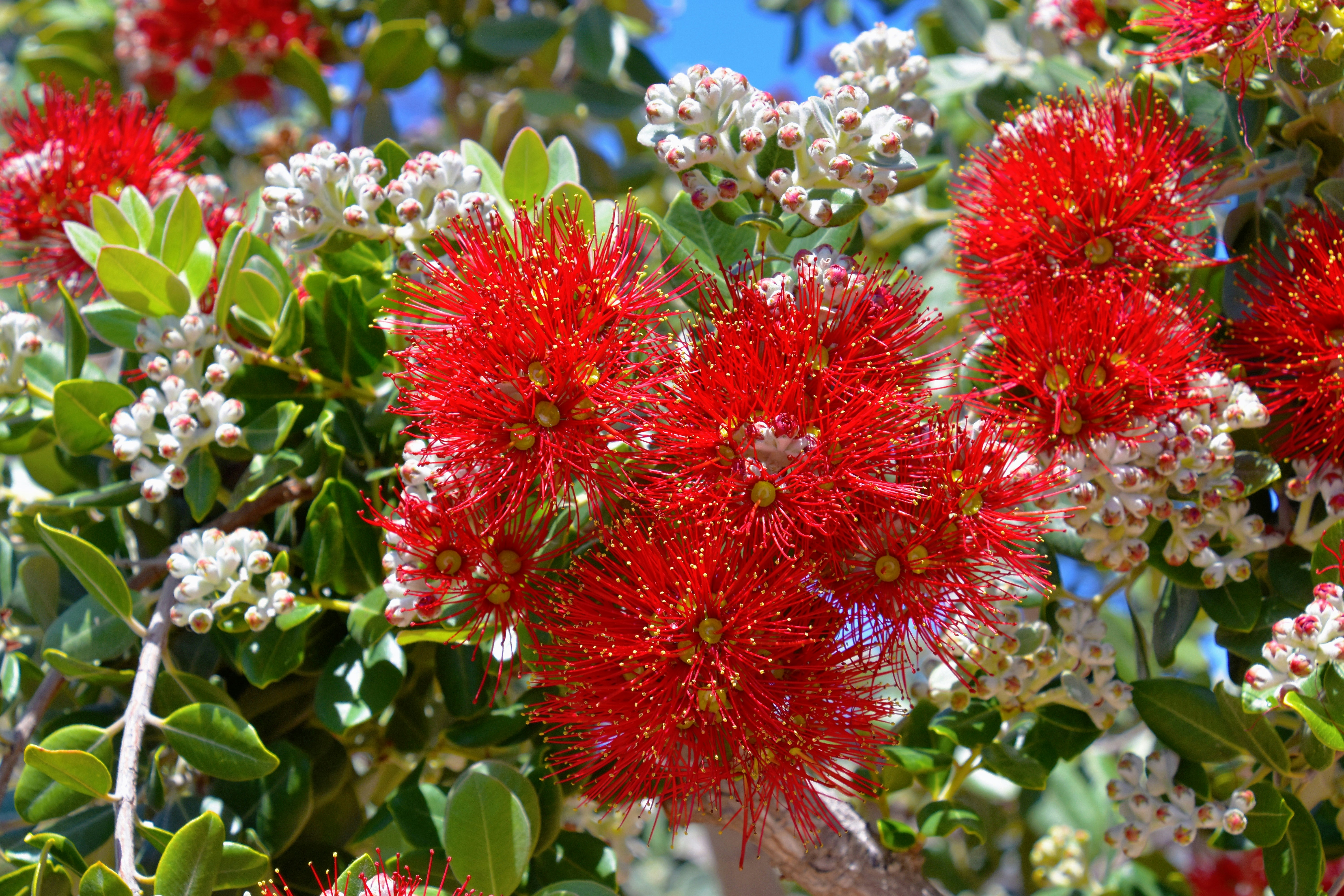 A bunch of red flowers that are on a tree photo – Free Laguna beach ...