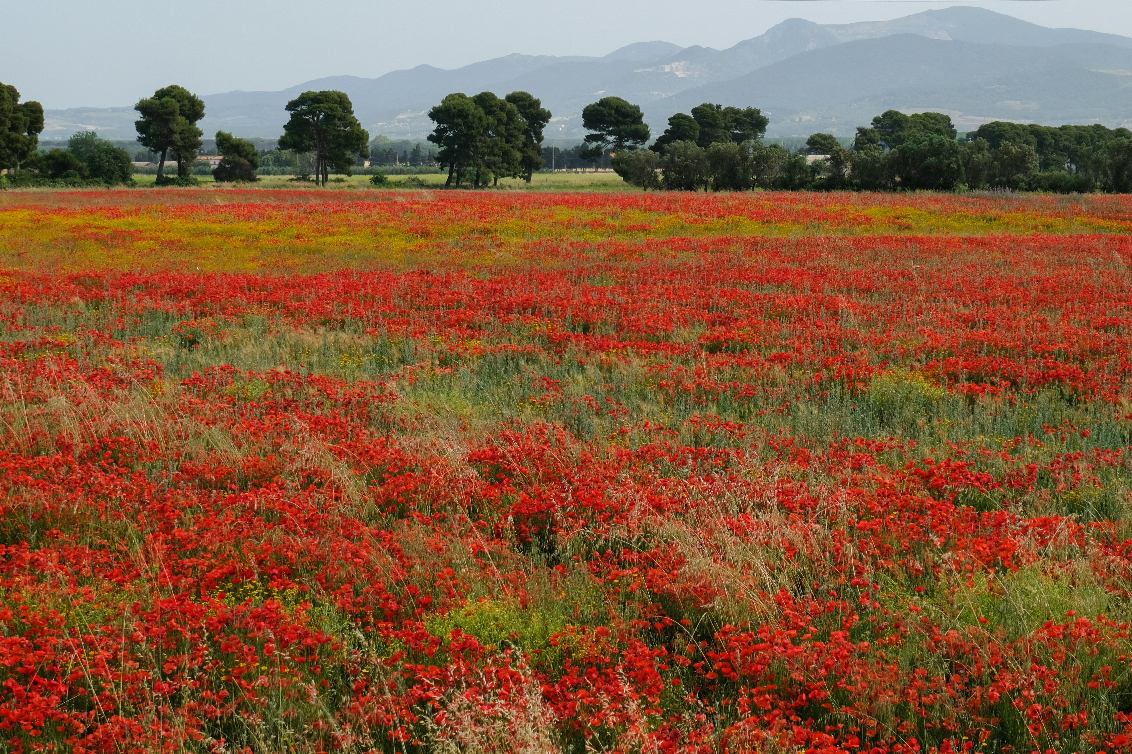 Expansive field of red poppies with distant trees and mountains under a soft sky.