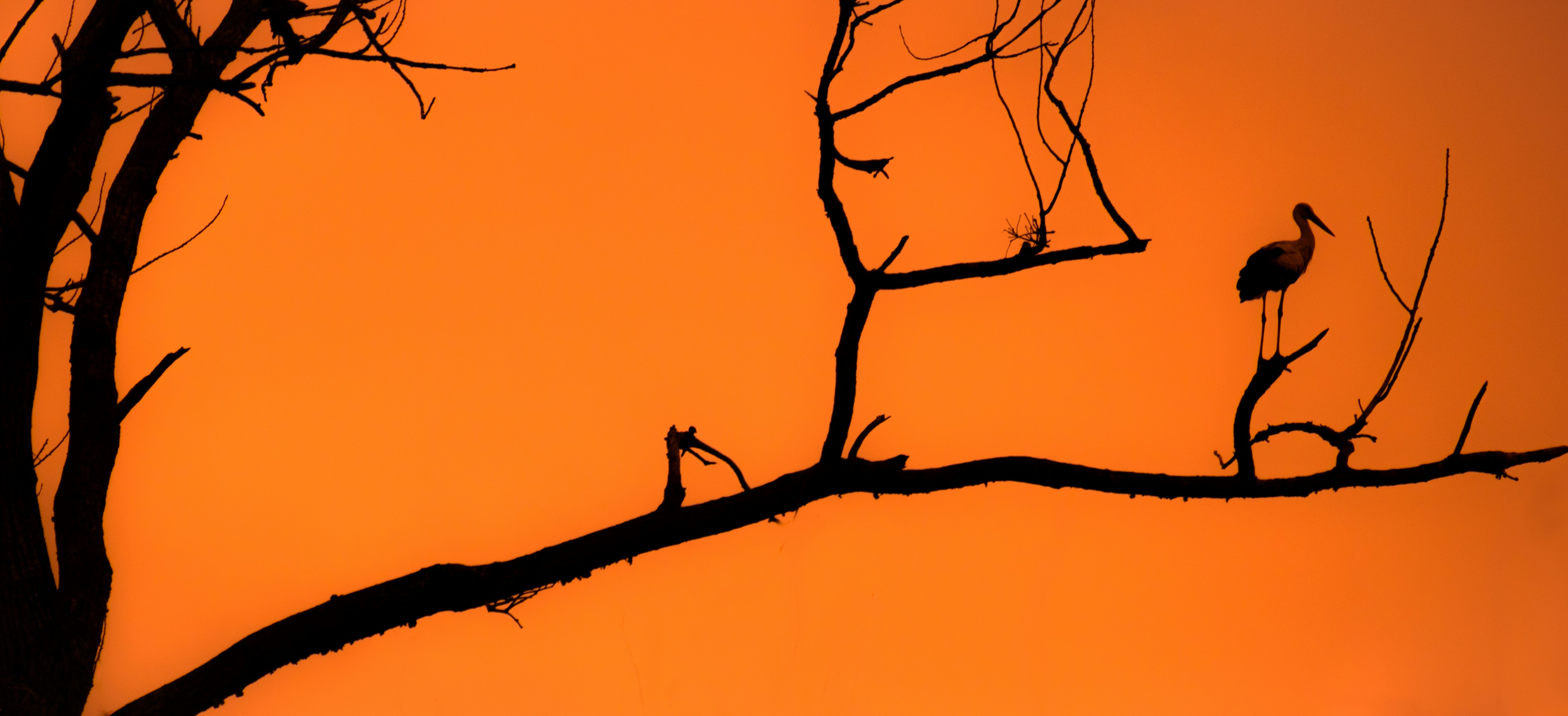 Silhouette Serenade Against a Fiery Sky