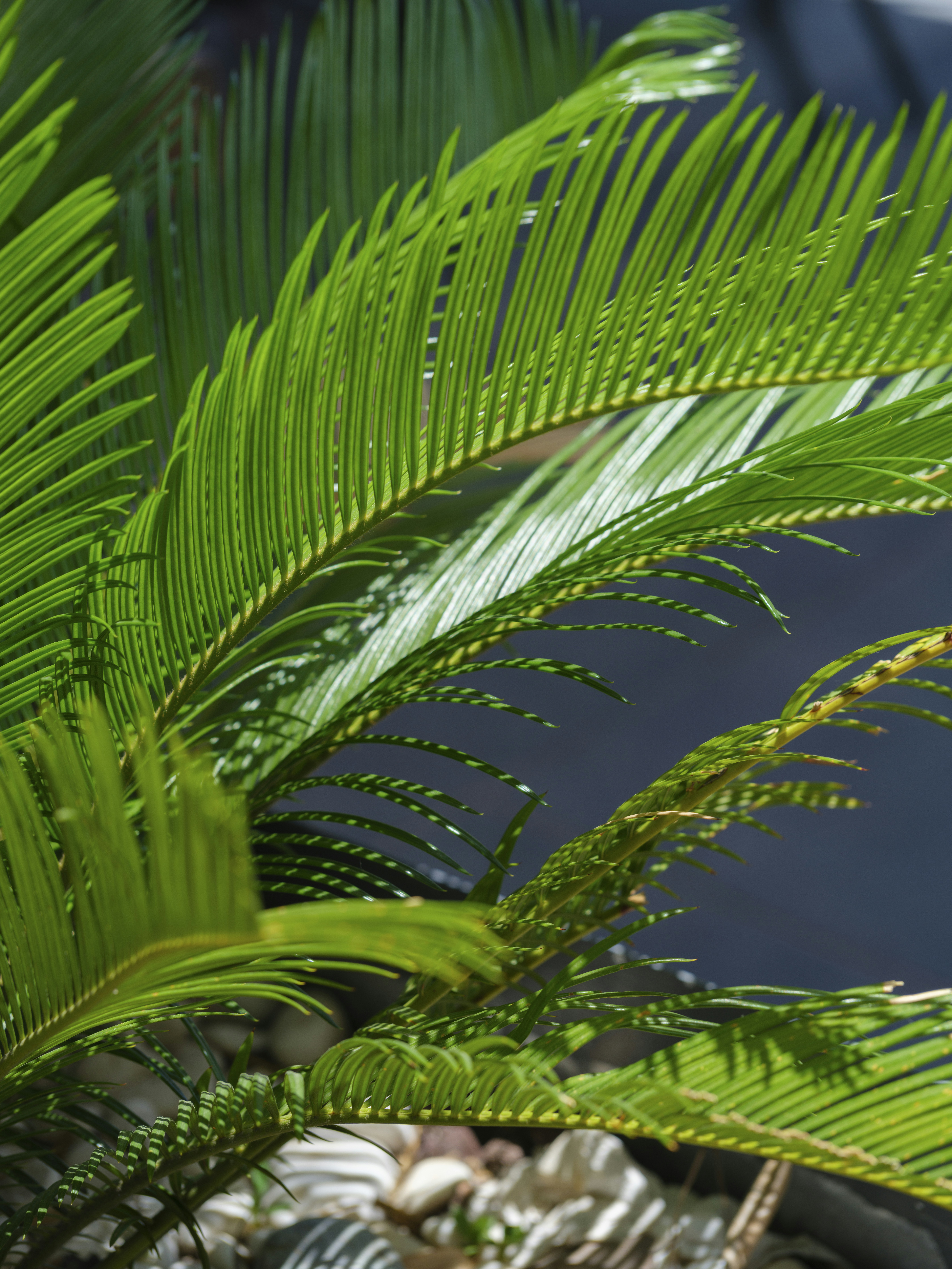 beautiful green palm leaves in sunlight