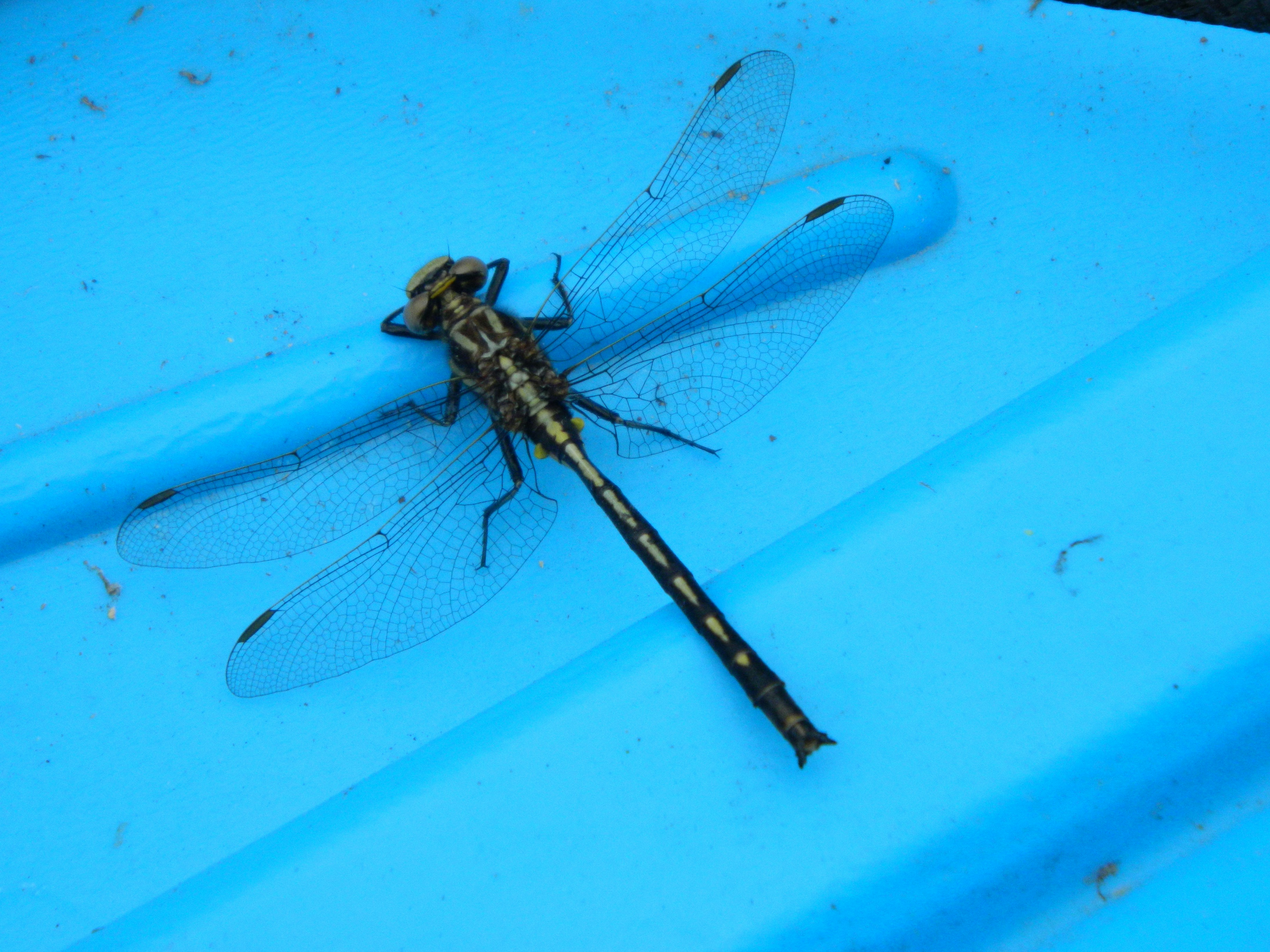 A dragonfly resting on a bright blue surface, showcasing its intricate wing patterns and slender body.