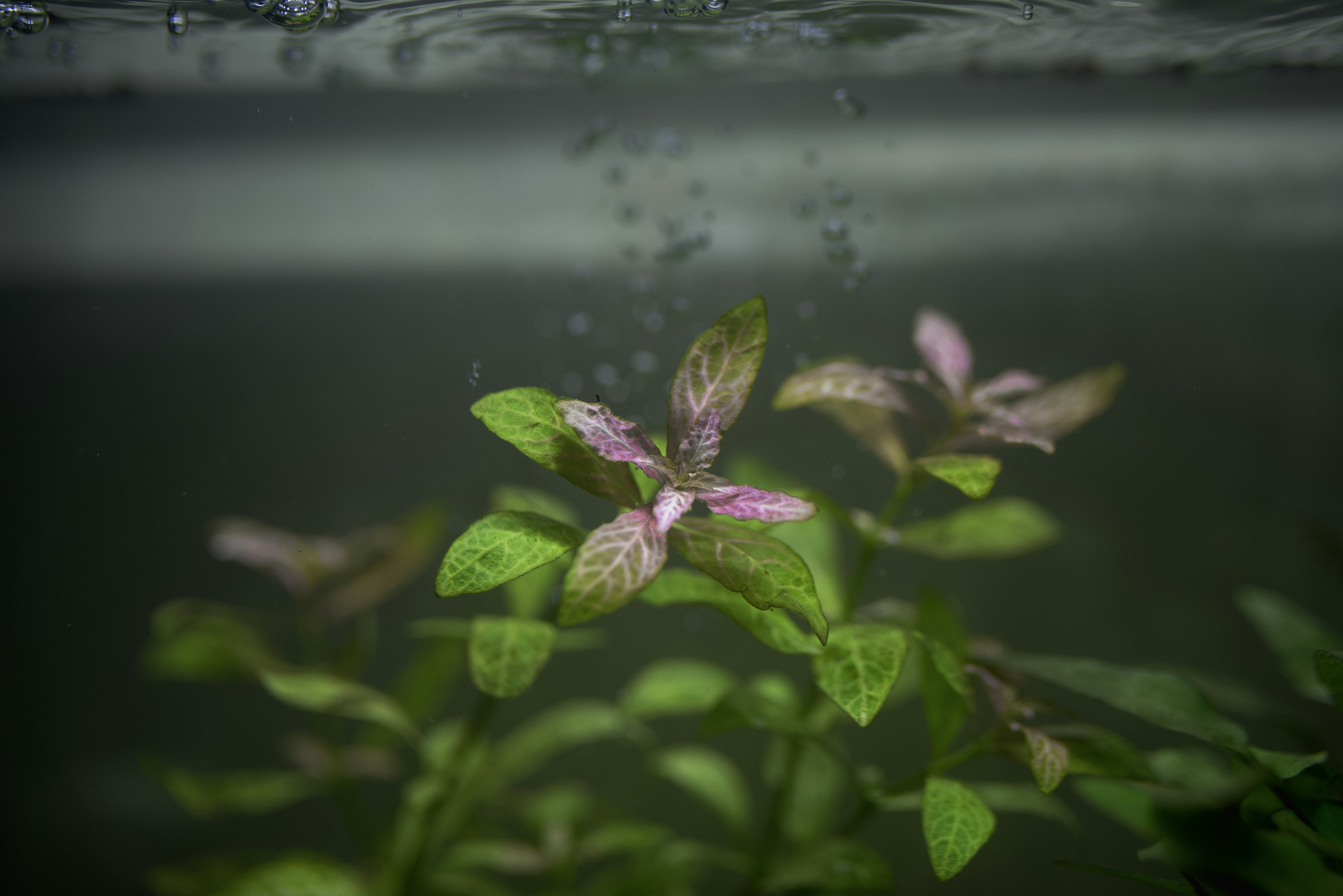 Delicate aquatic plants with pink-tipped leaves rise from the murky depths, surrounded by bubbles in an aquarium setting.