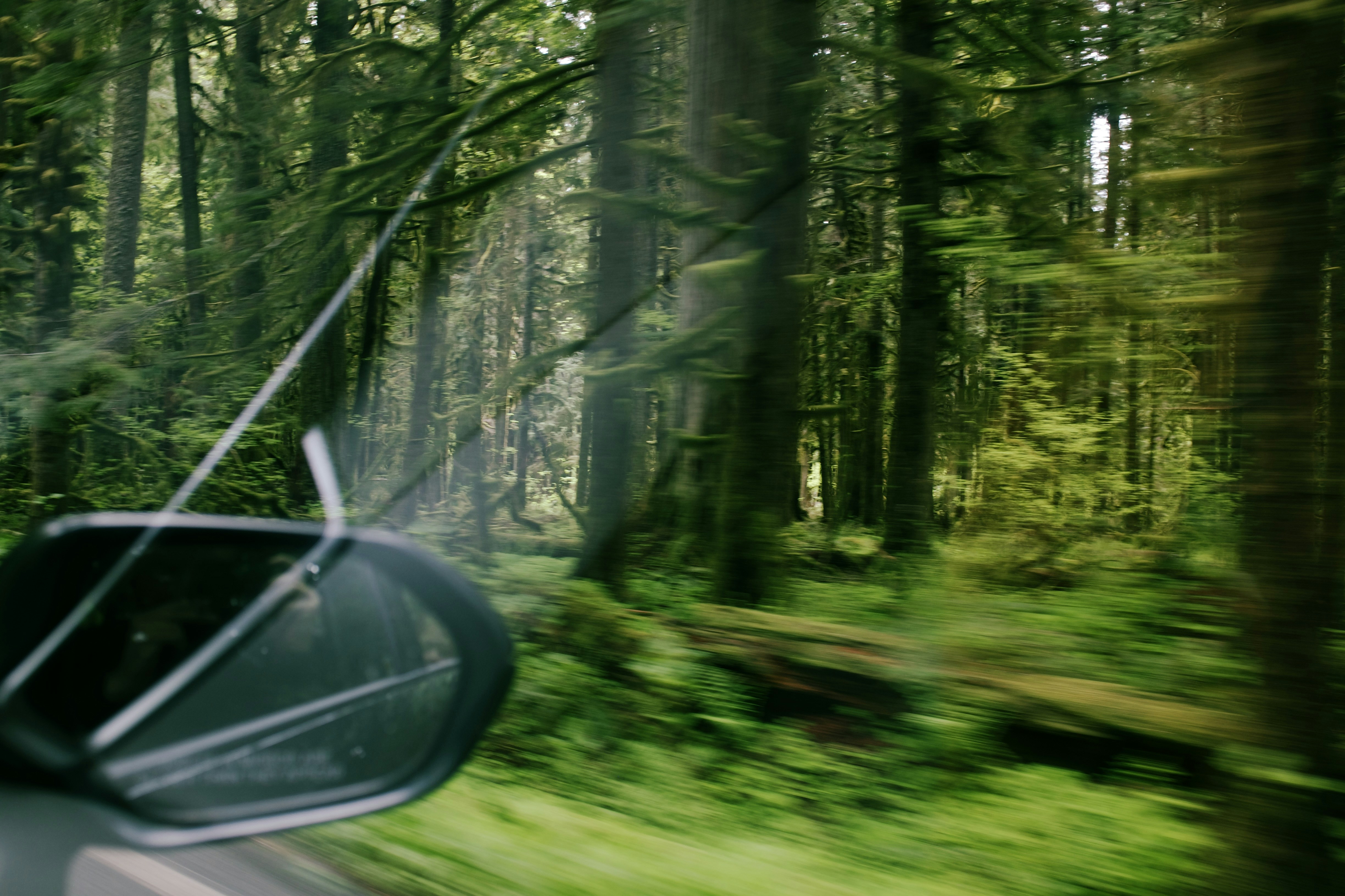 Forest in Motion: A Blur-Paced Drive Through Green Corridors