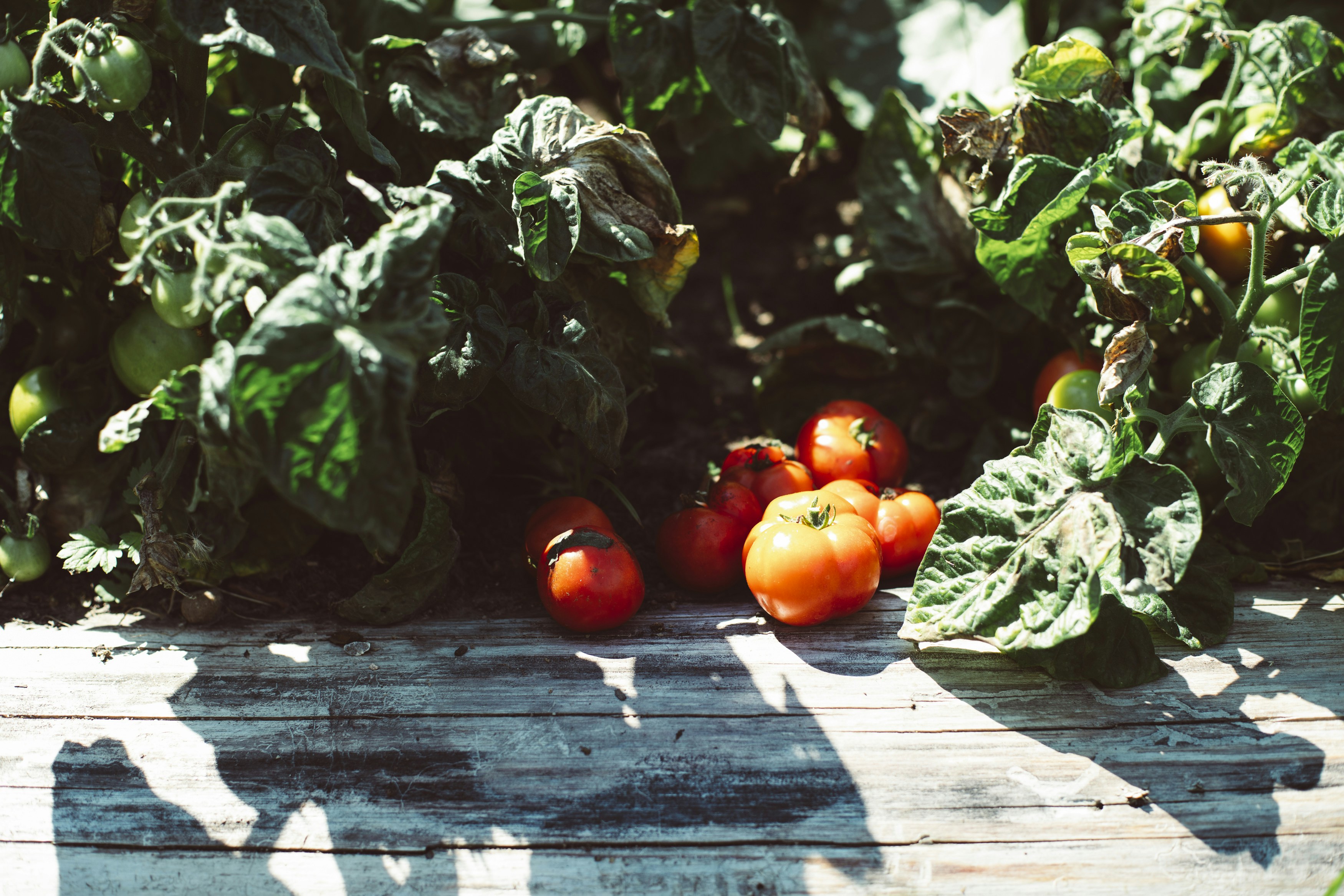 Deux oranges posées sur une table en bois photo – Image gratuite de De ...