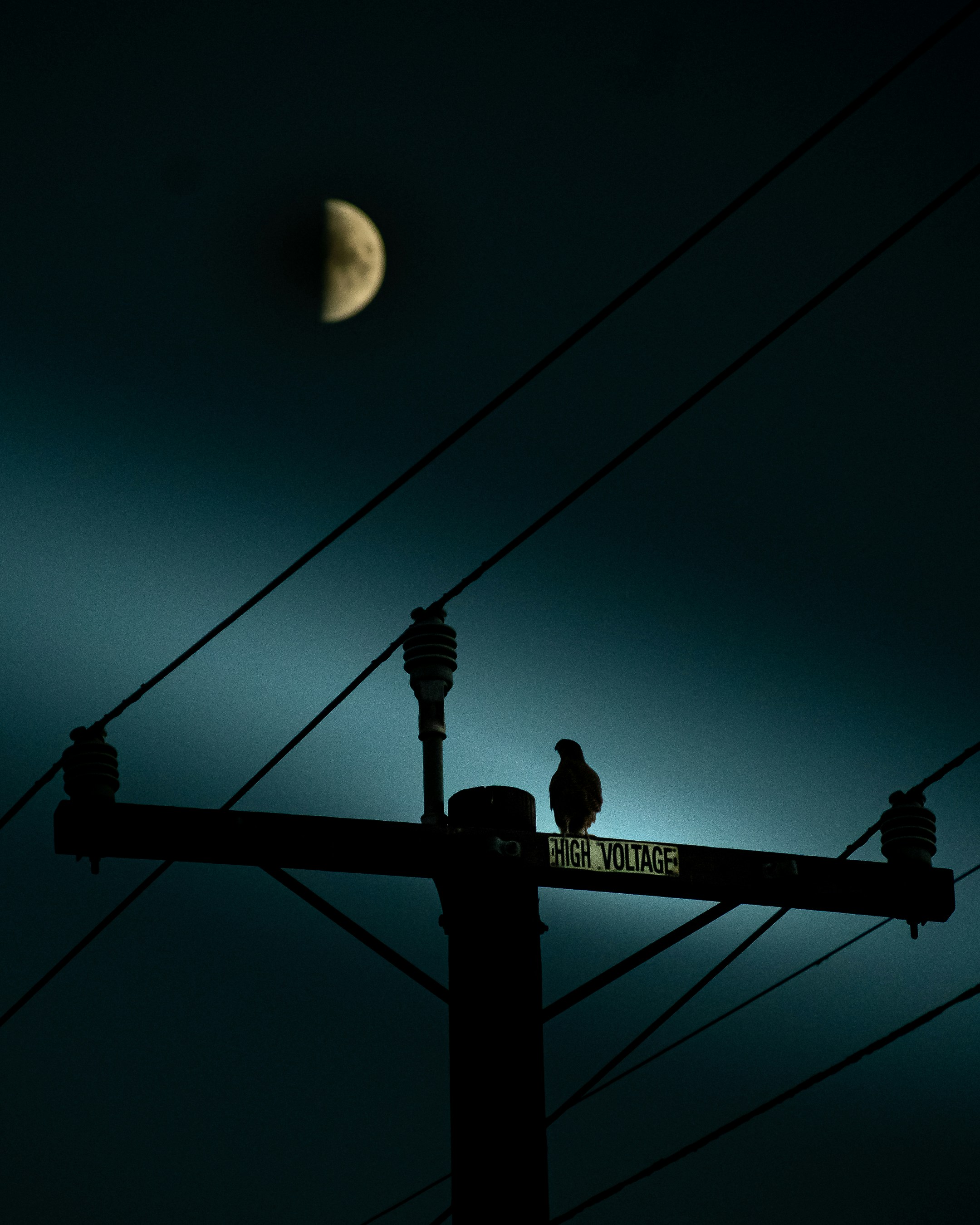 Silent Watcher Against the Night Sky