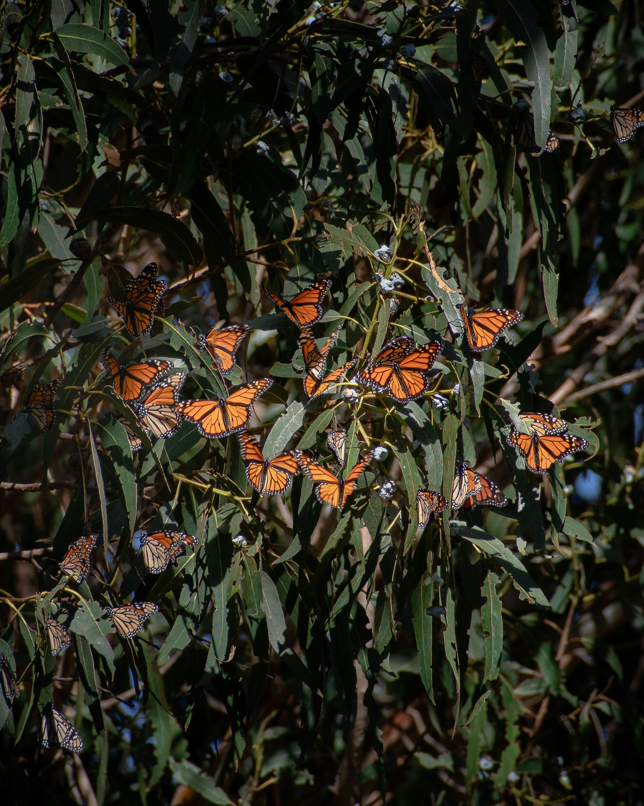 a group of orange butterflies sitting on top of a tree