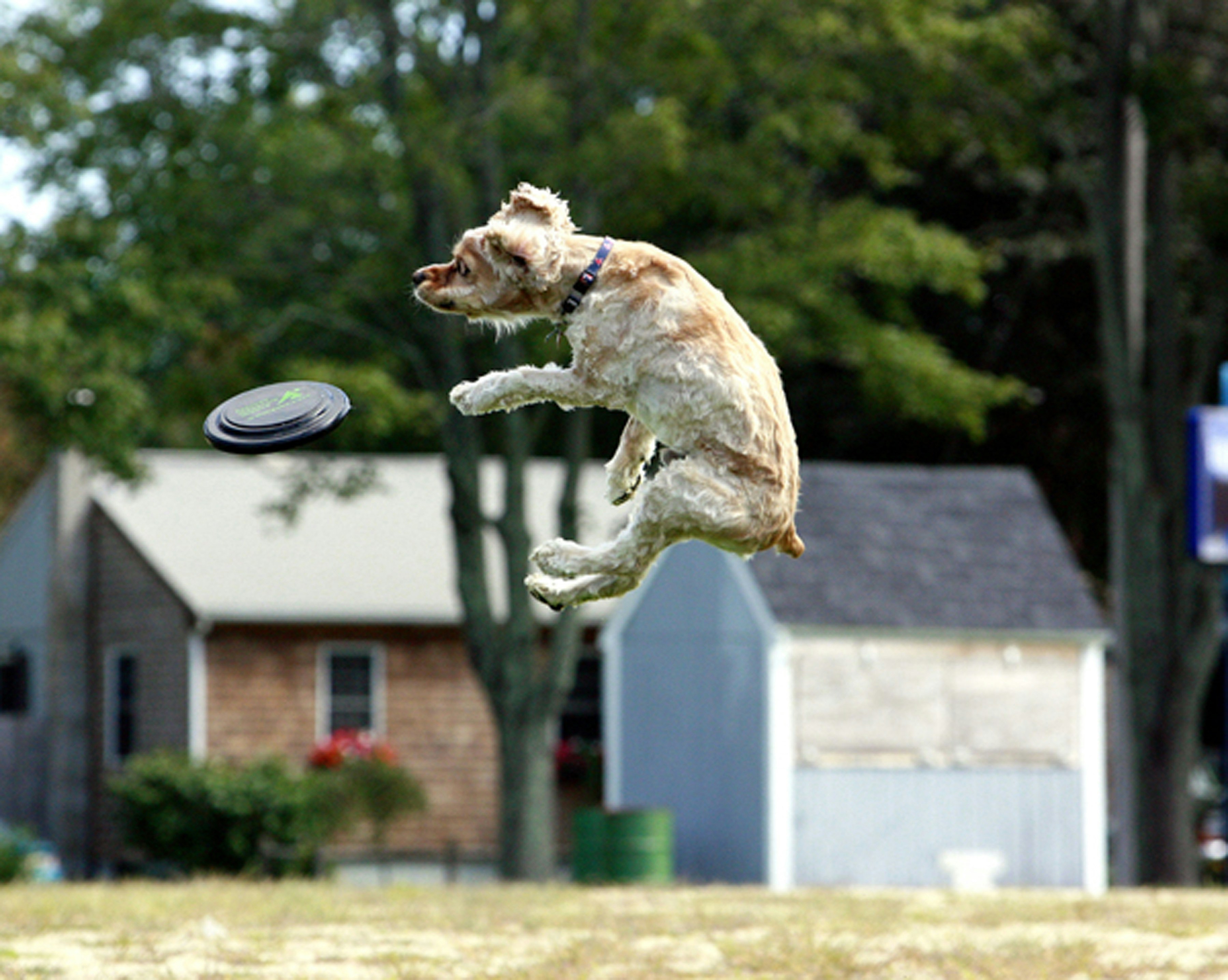 A light-brown scruffy dog leaps mid-air to catch a flying frisbee in a sunlit suburban park, with houses and trees in the background.
