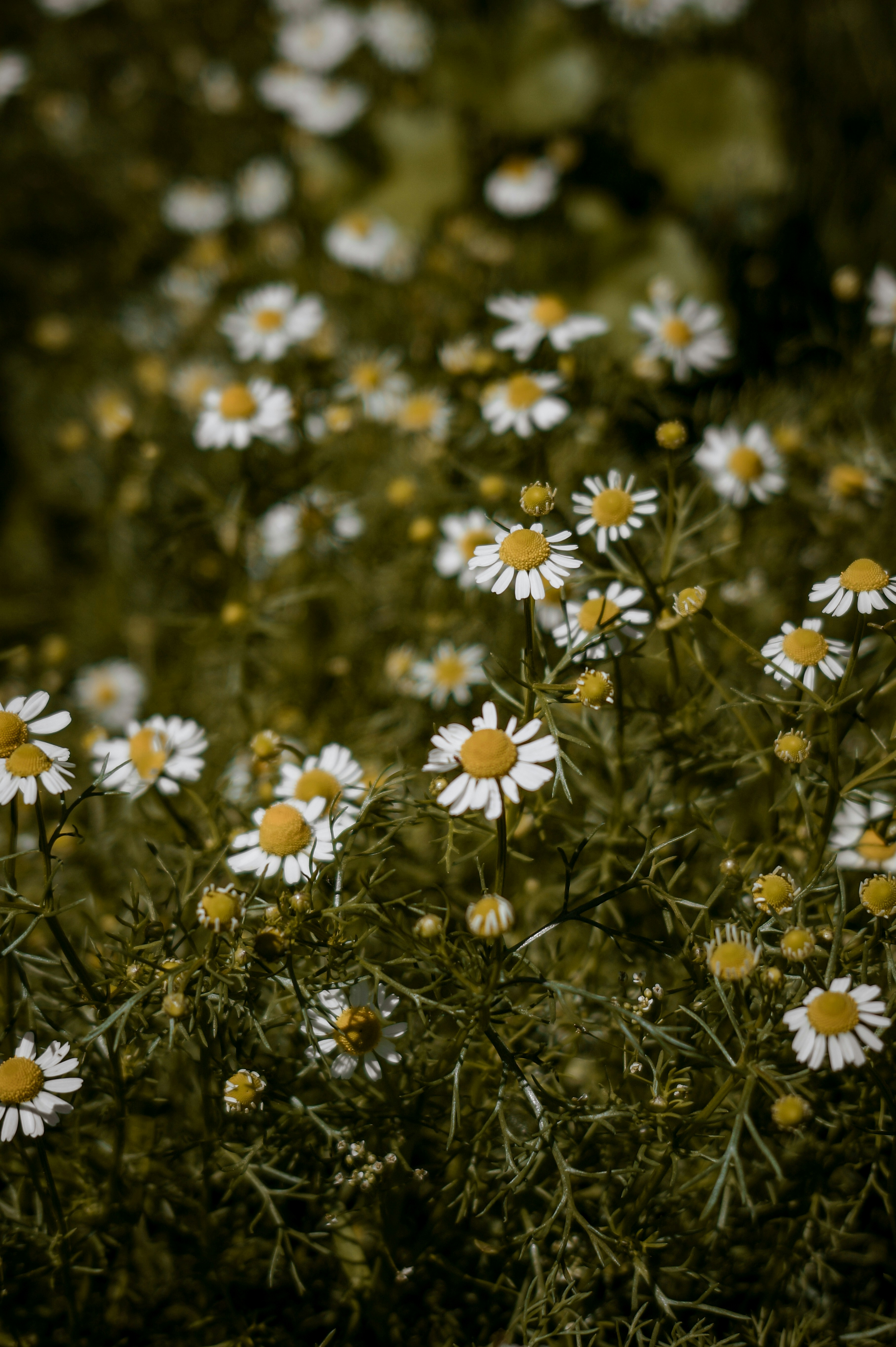 Close-up field of white daisies with yellow centers in soft focus; foreground blooms are sharp while background fades to a warm green.