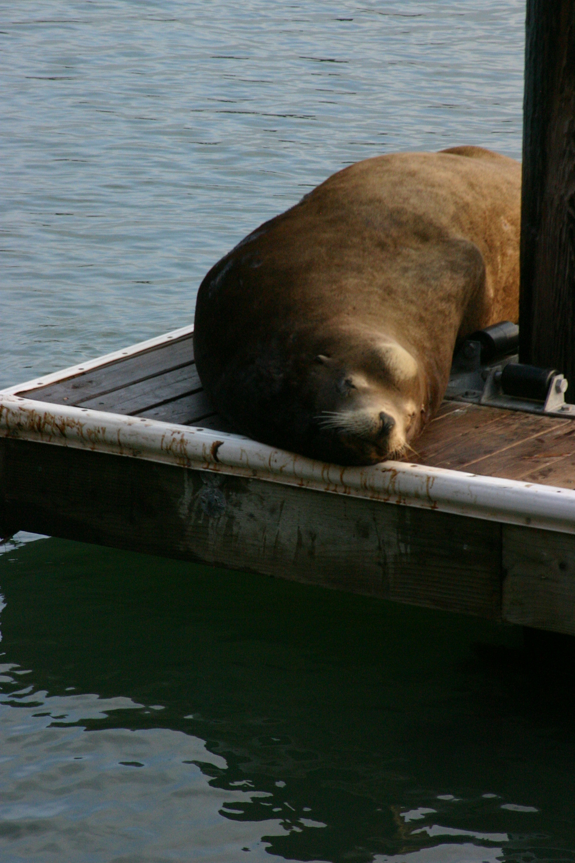 a sea lion laying on top of a wooden dock
