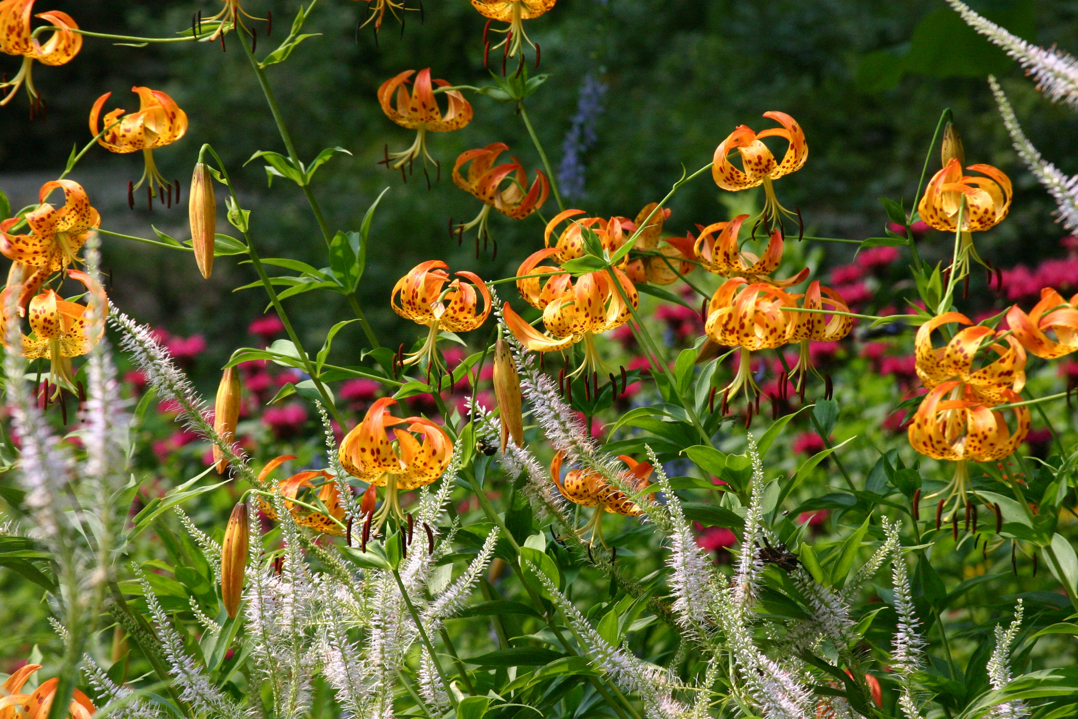 Tiger Lily Chorus in a Quiet Garden Border
