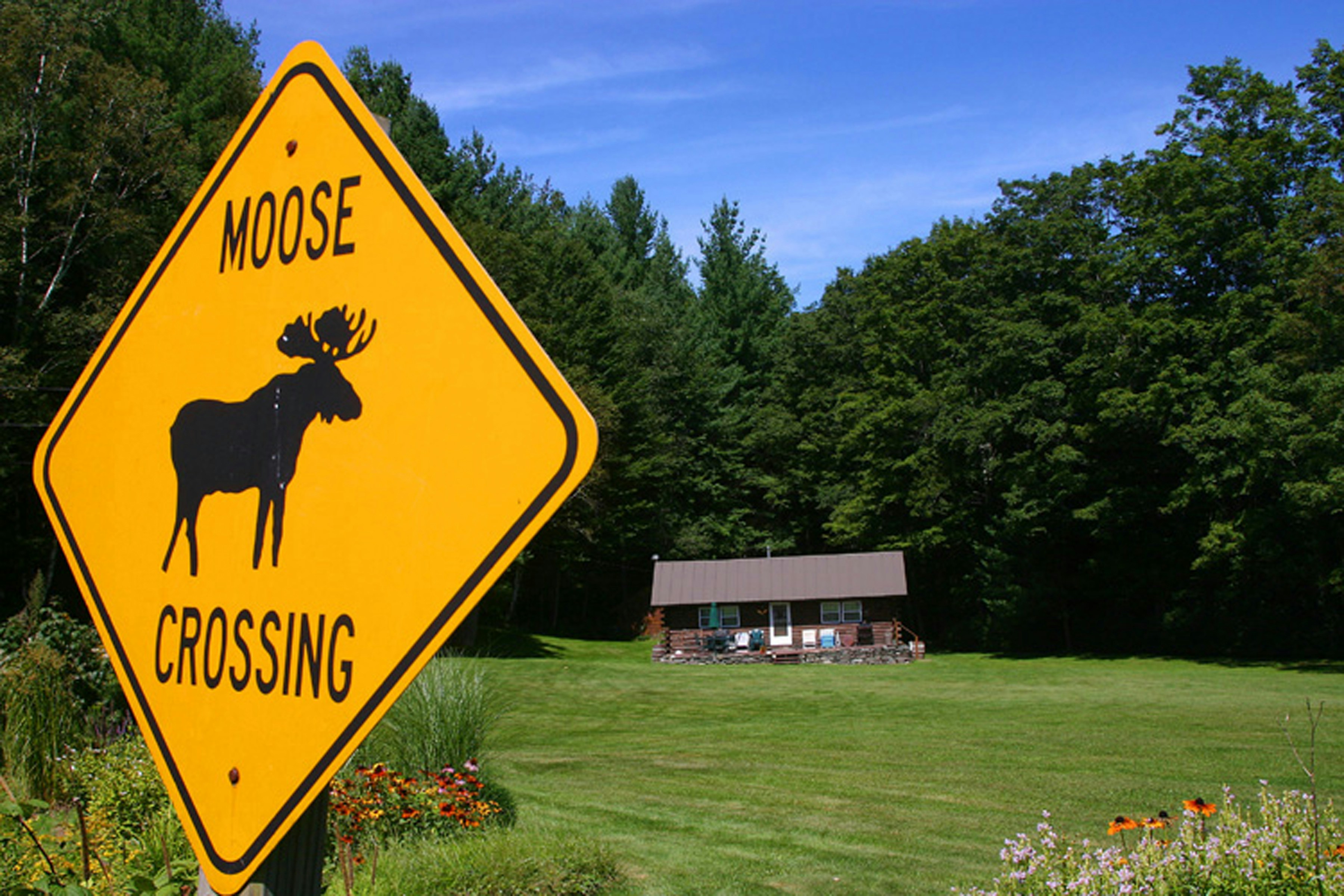 A moose crossing sign in front of a house photo – Free Vt Image on Unsplash