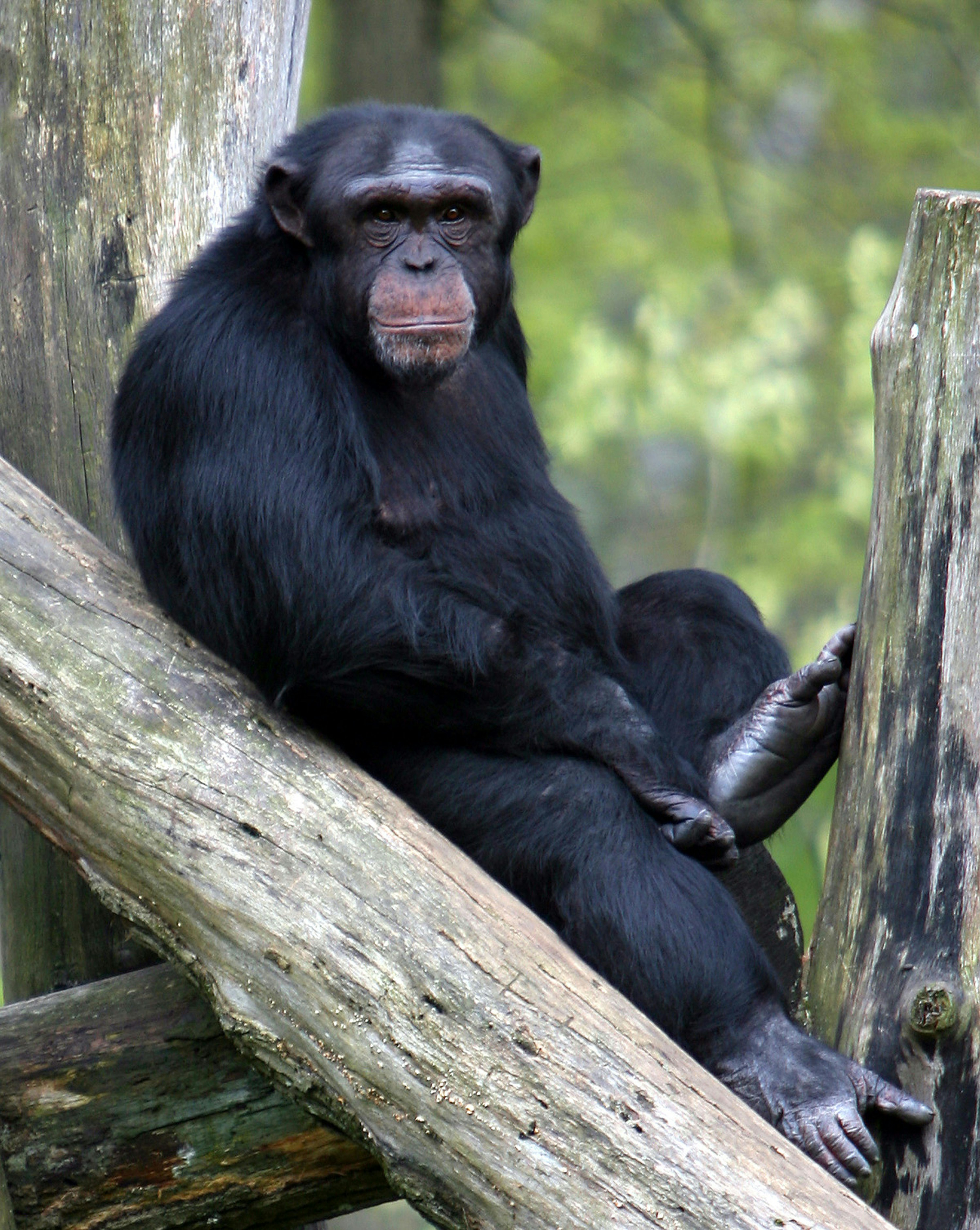 Chimpanzee resting on a wooden structure, gazing thoughtfully into the distance. Natural habitat setting enhances the serene atmosphere.