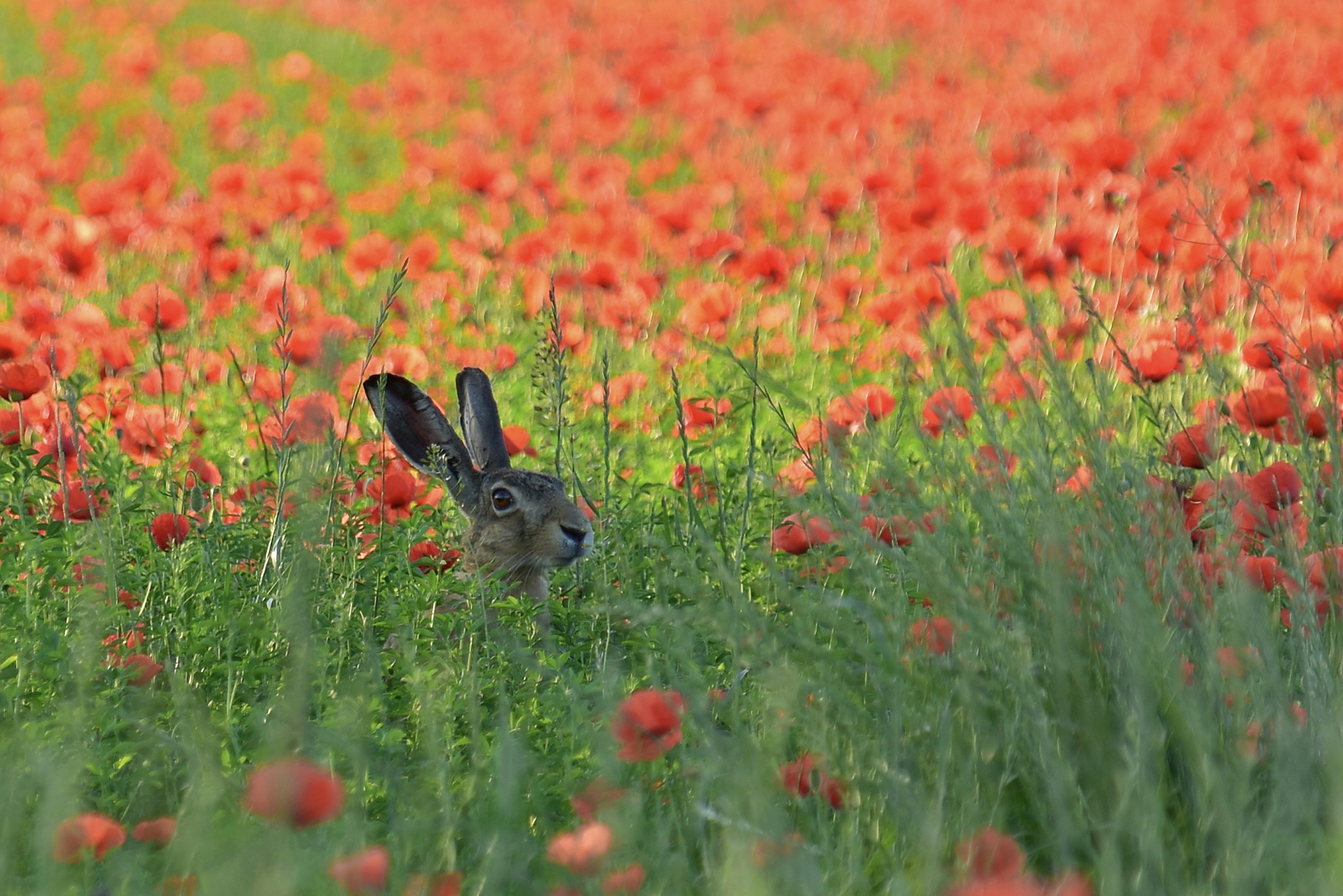 Hidden in a Sea of Crimson: Rabbit Among Poppies