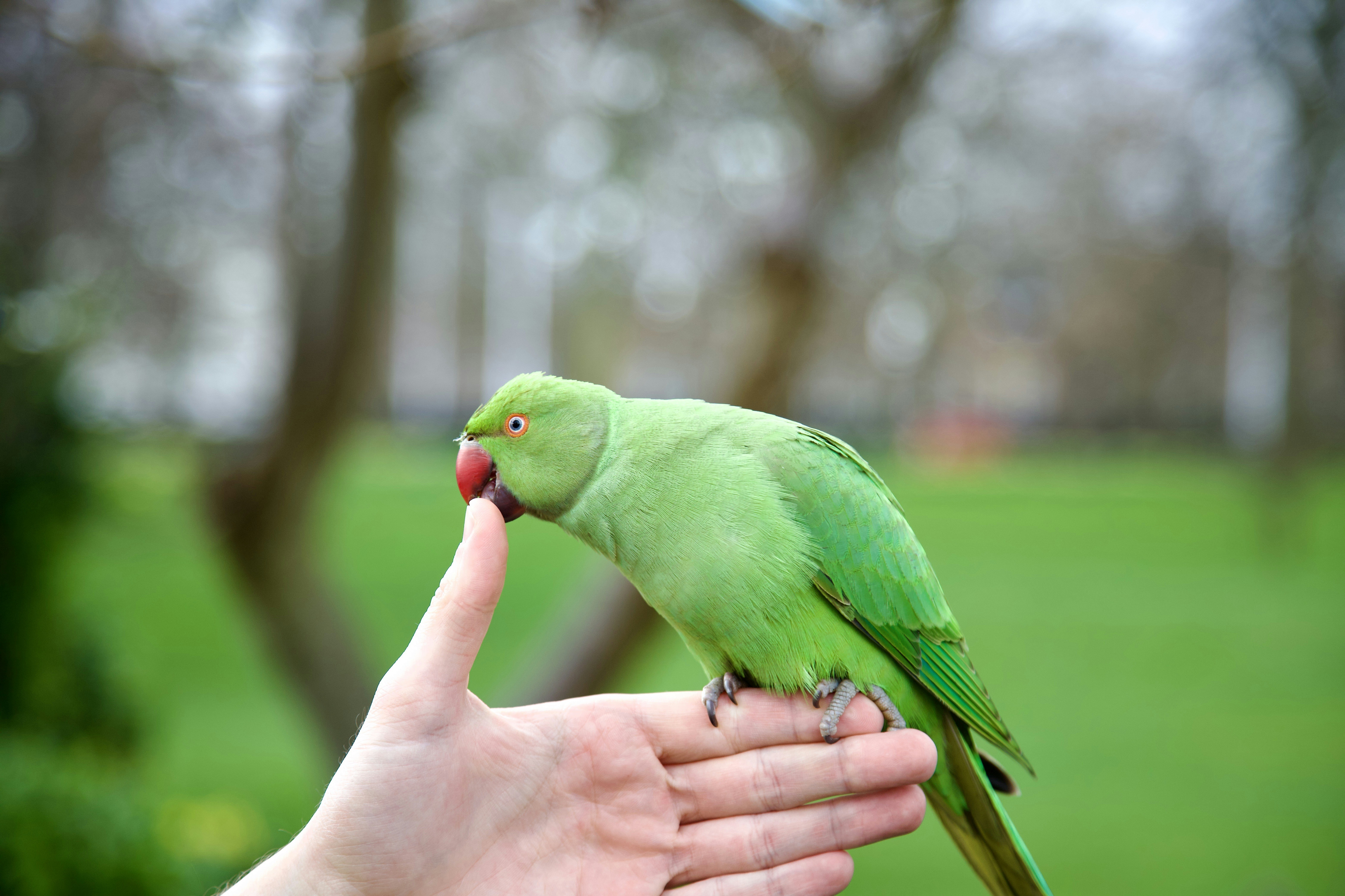 A green bird perched on a persons finger photo – Free London Image on ...