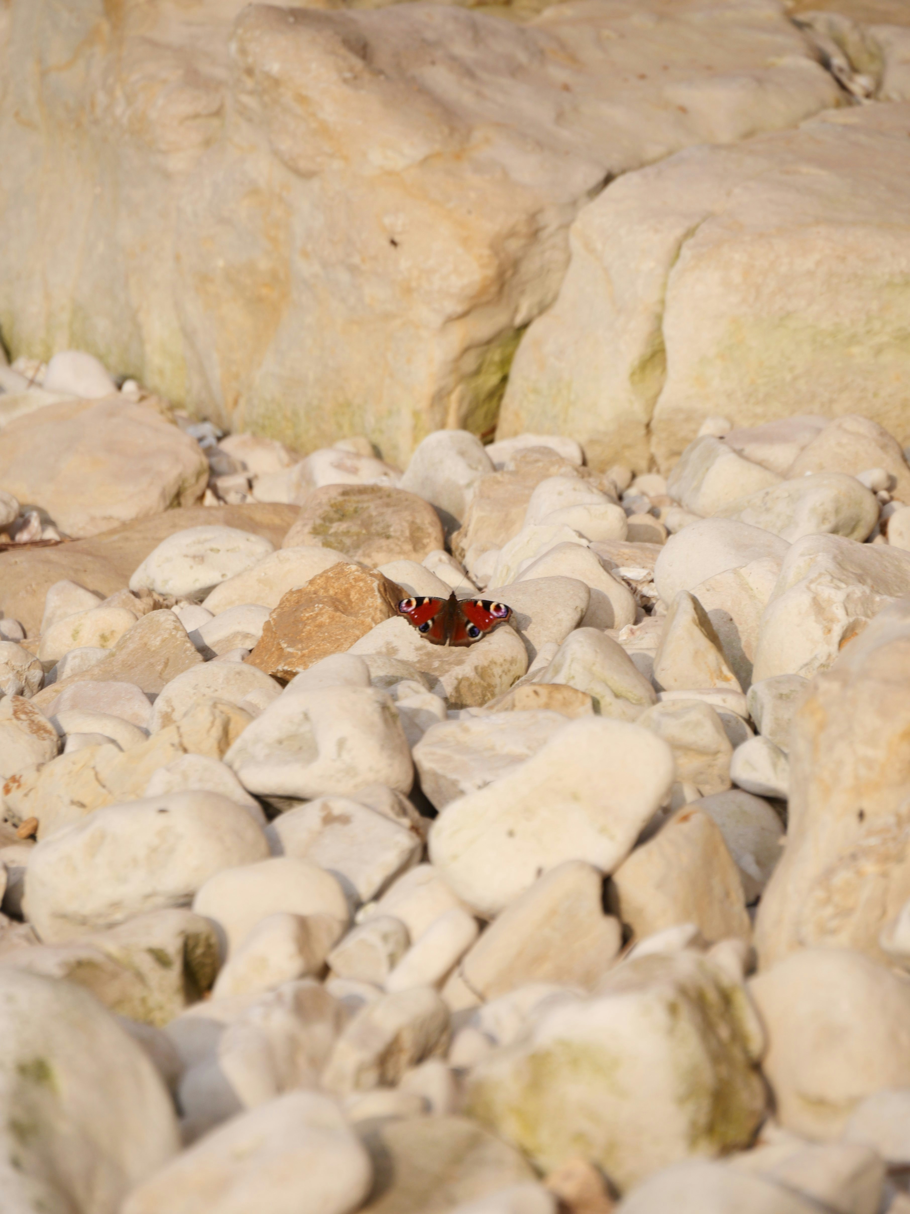 a red and black butterfly sitting on some rocks