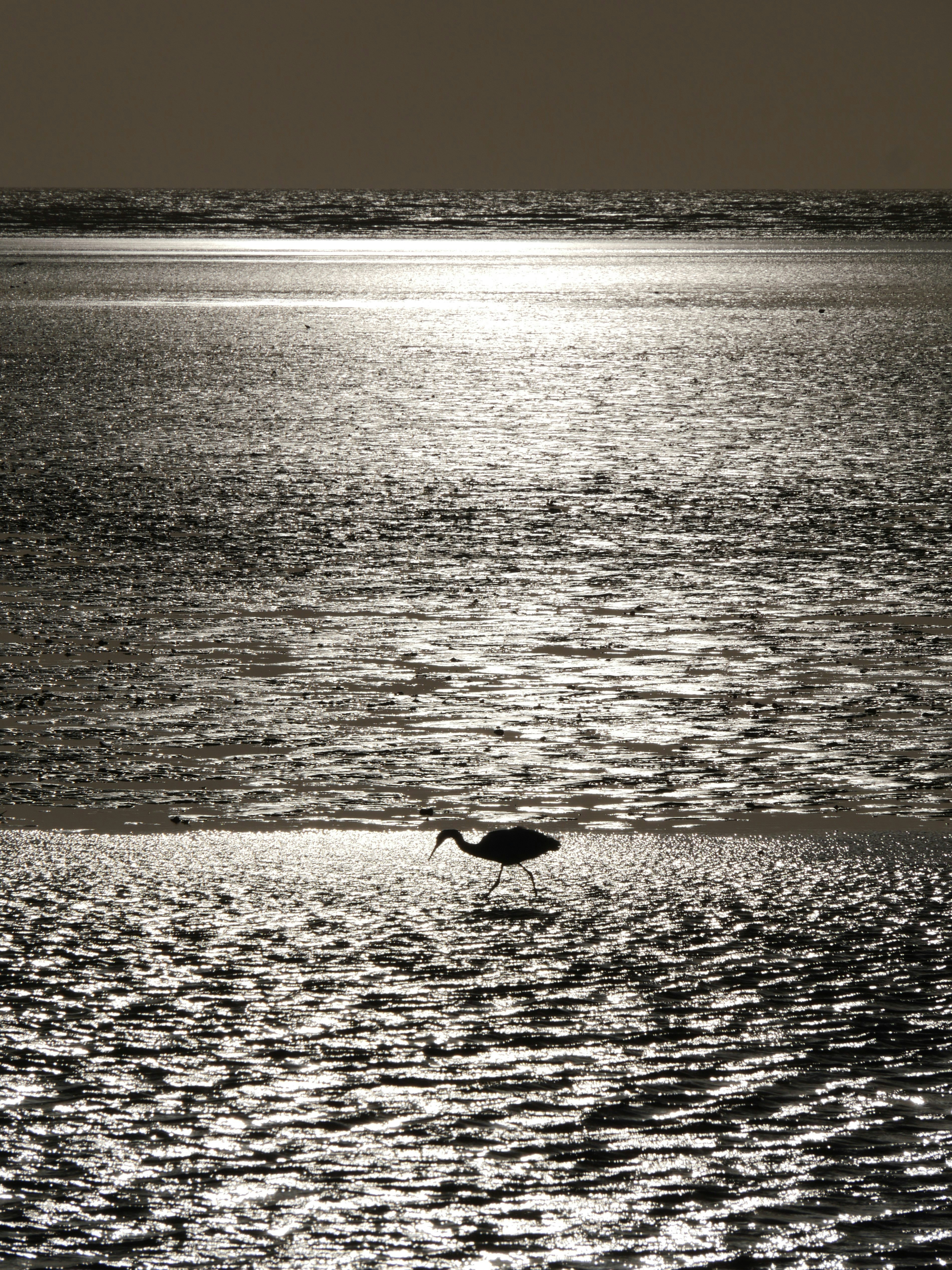 a bird flying over a body of water