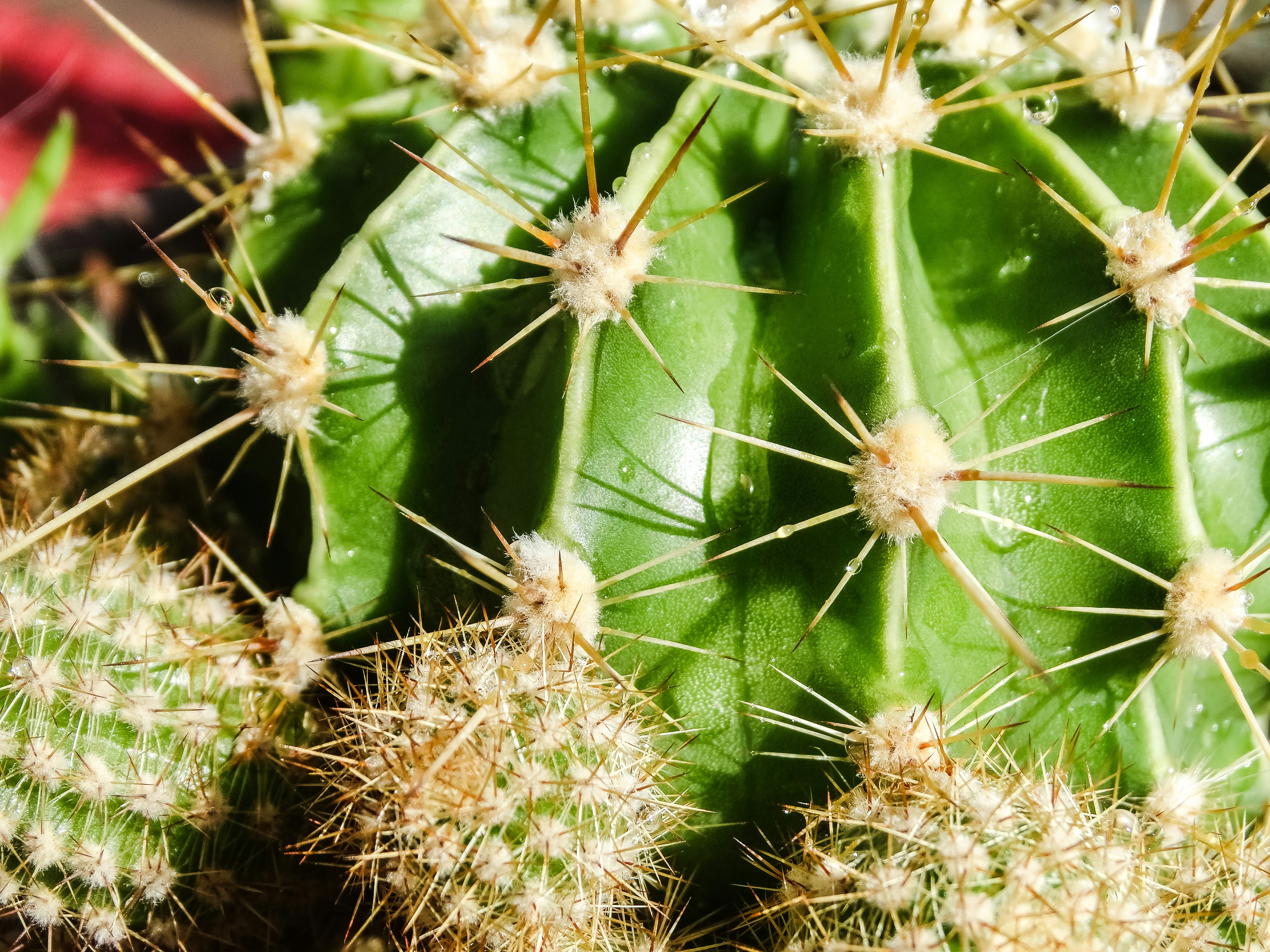 Close-up of a vibrant green cactus showcasing its intricate spines and textures, highlighting the beauty of desert flora.