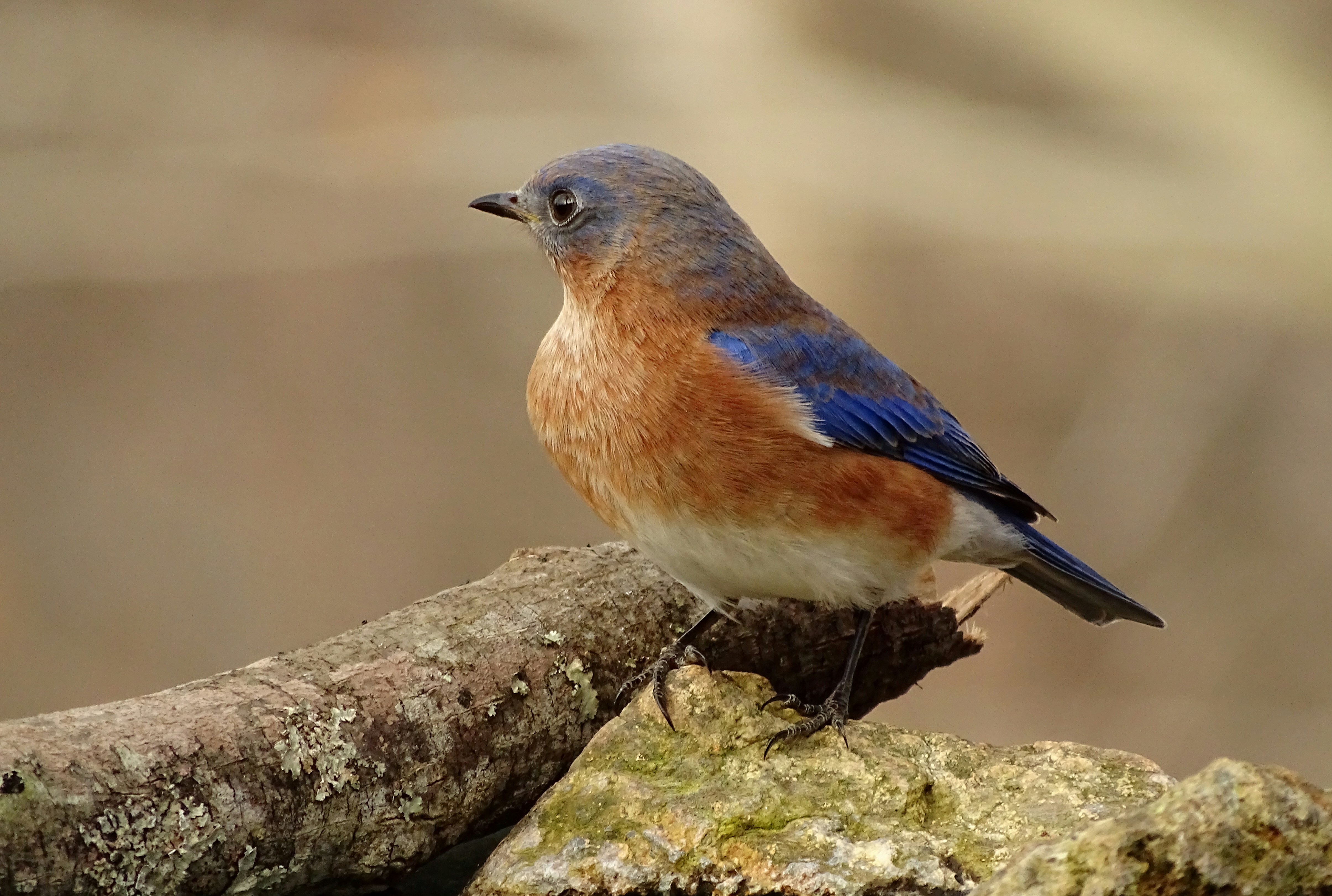 male bluebird perched on rock