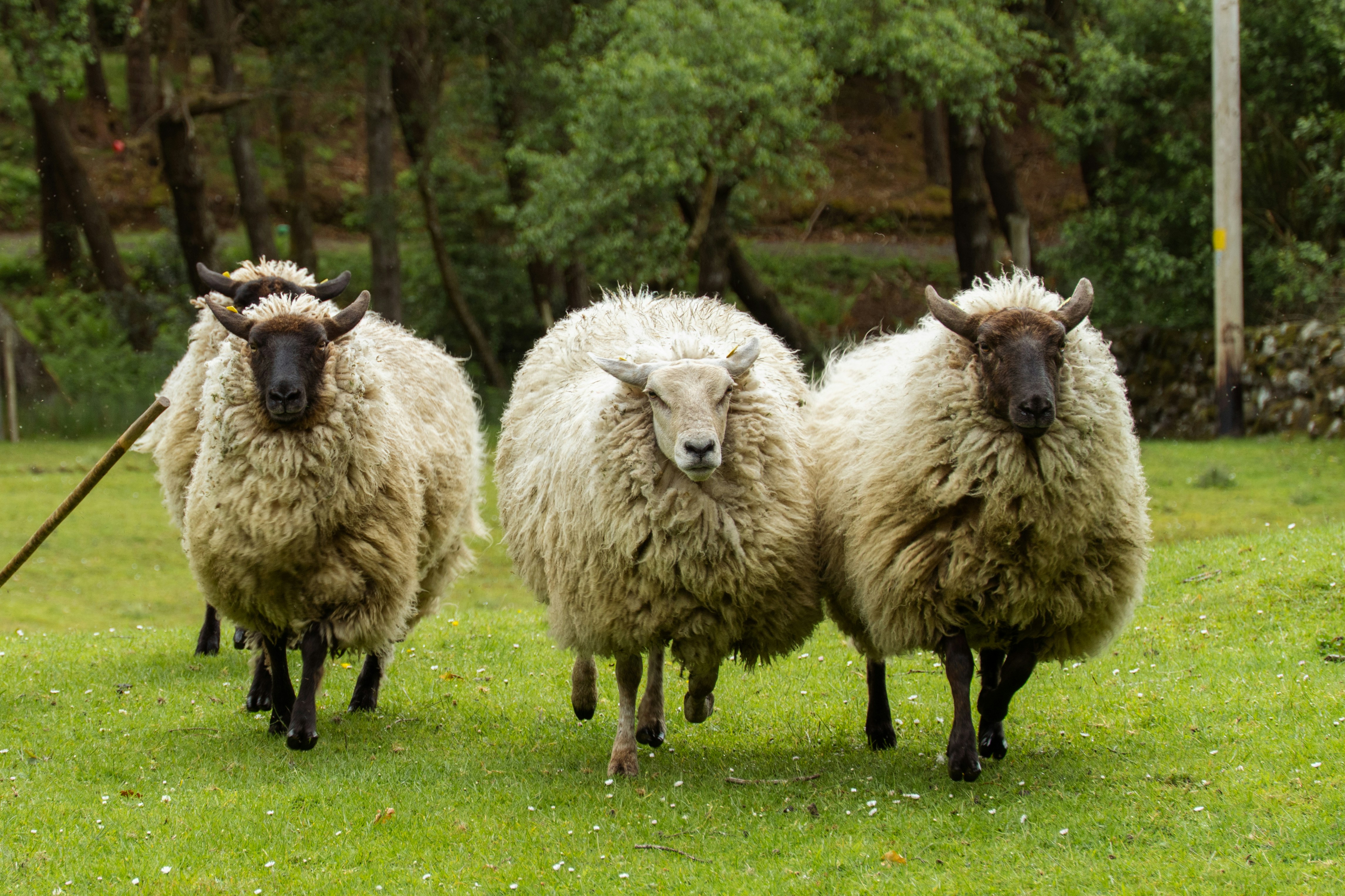 Triad of Wool: A Close-Approach on a Sunlit Flock